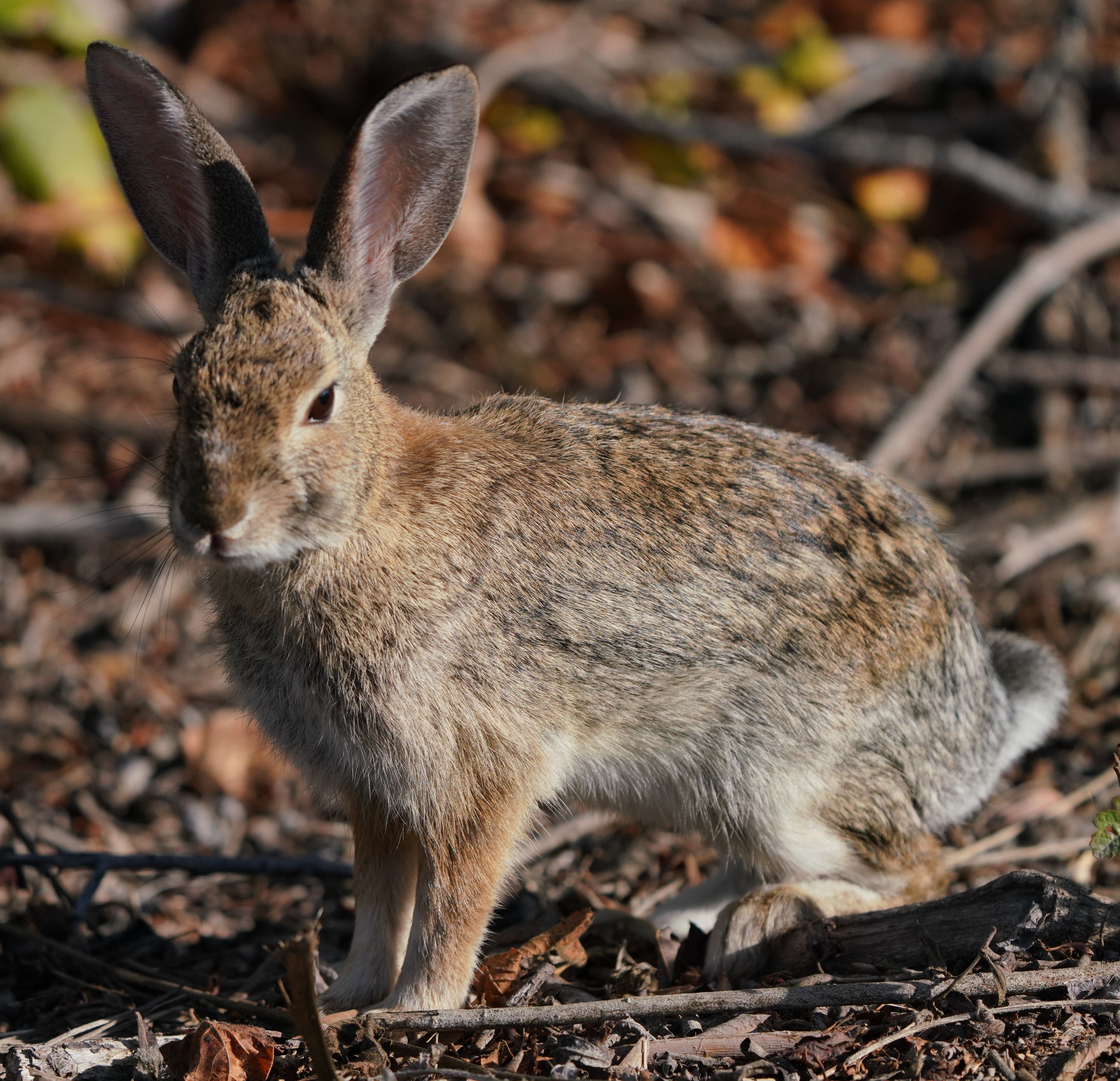 Close-up of a California Cottontail Rabbit Outdoors · Free Stock Photo