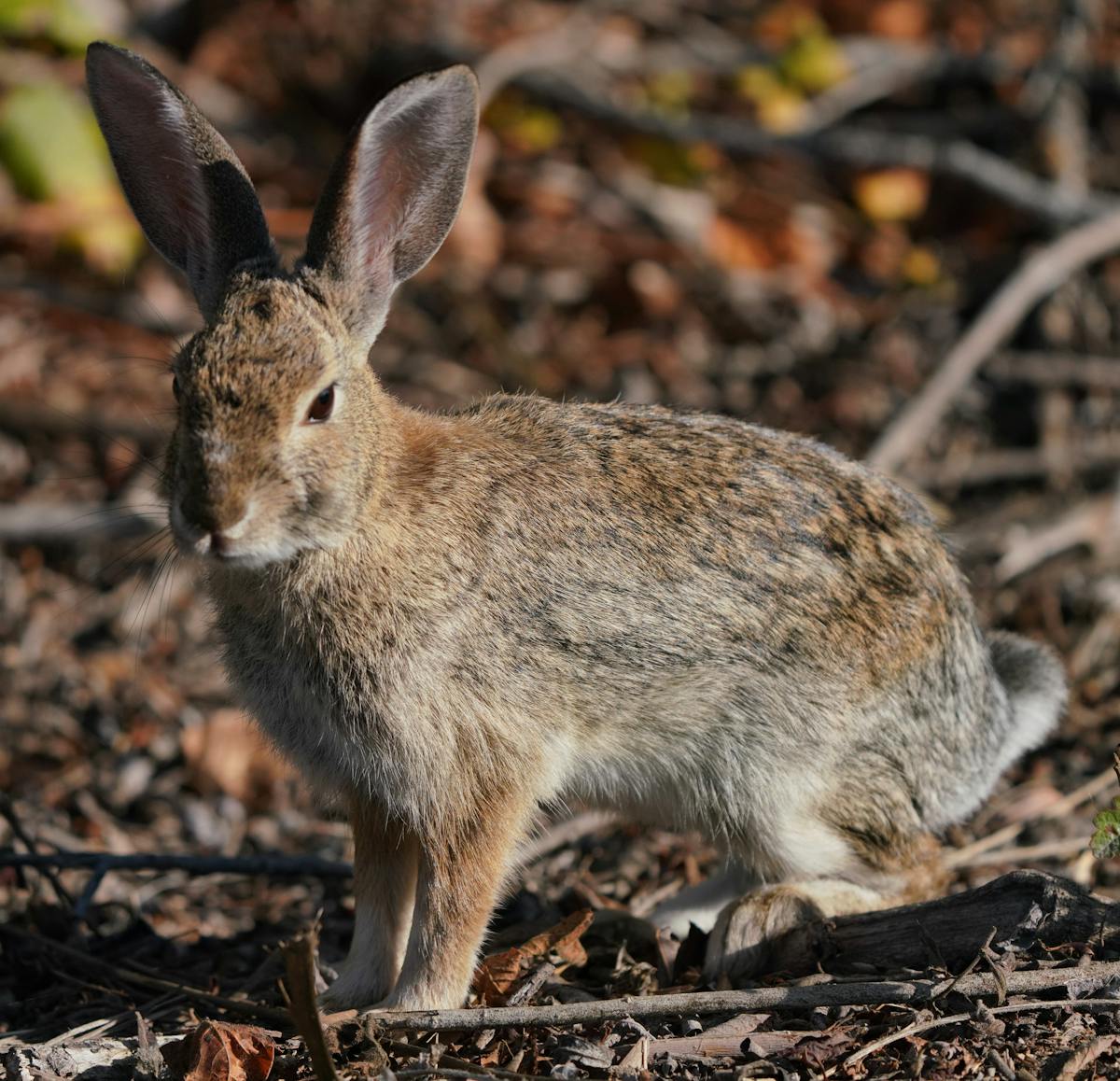 Animated Rabbit Photos, Download The BEST Free Animated Rabbit Stock ...