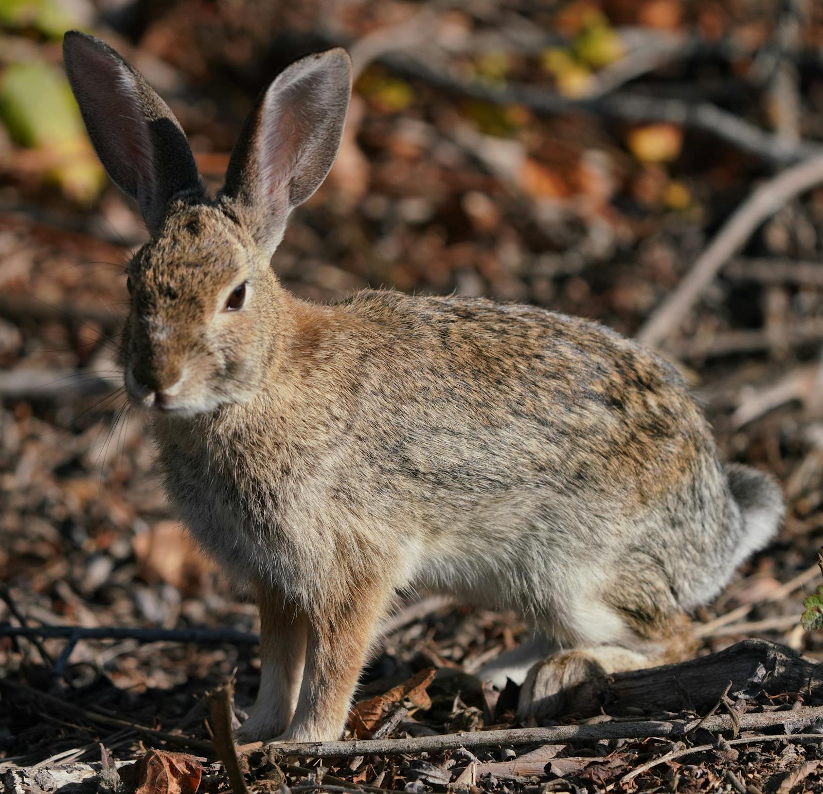 Animated Rabbit Photos, Download The BEST Free Animated Rabbit Stock ...