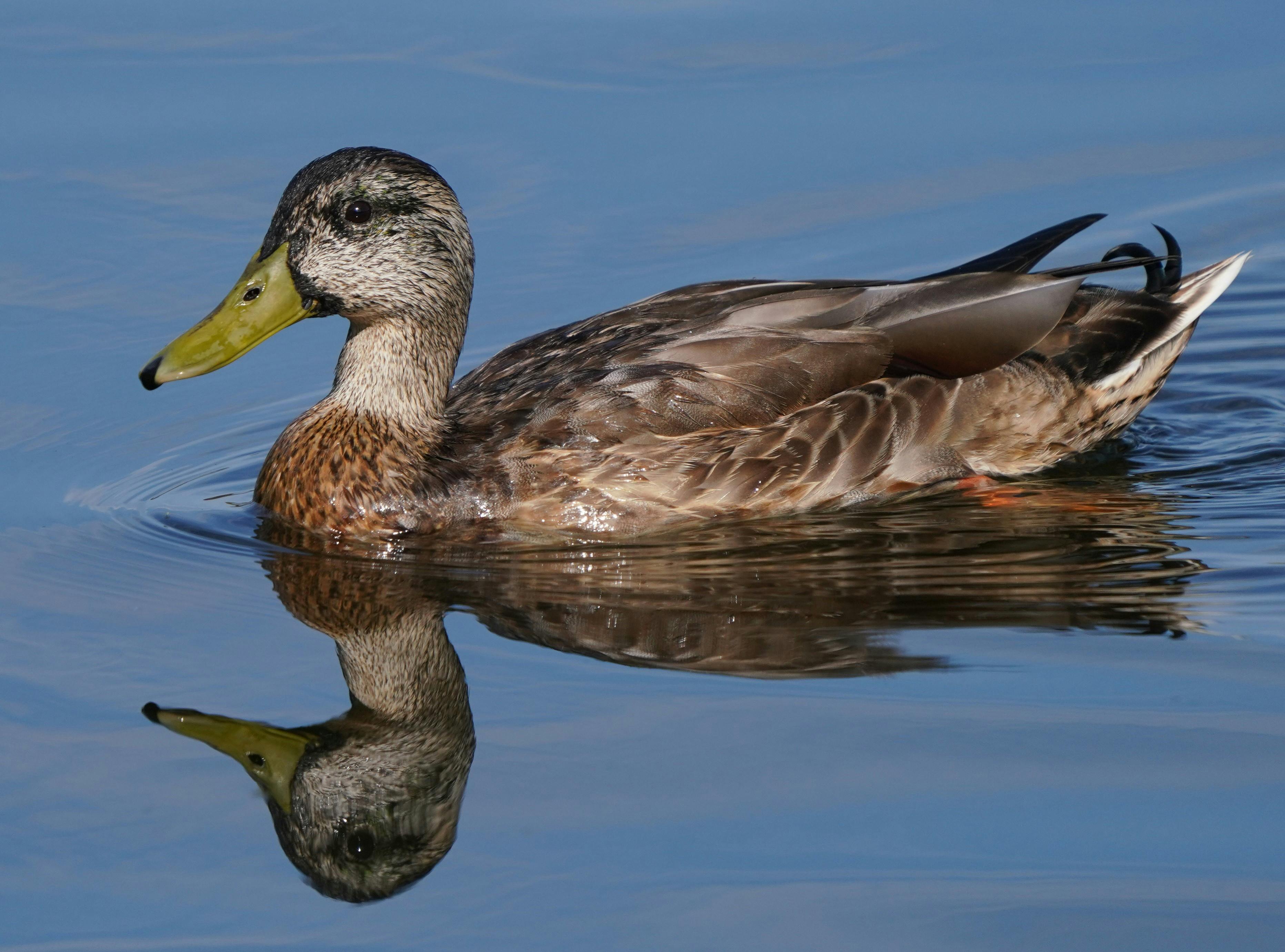 Image Flap Photos, Download The BEST Free Image Flap Stock Photos & HD ...