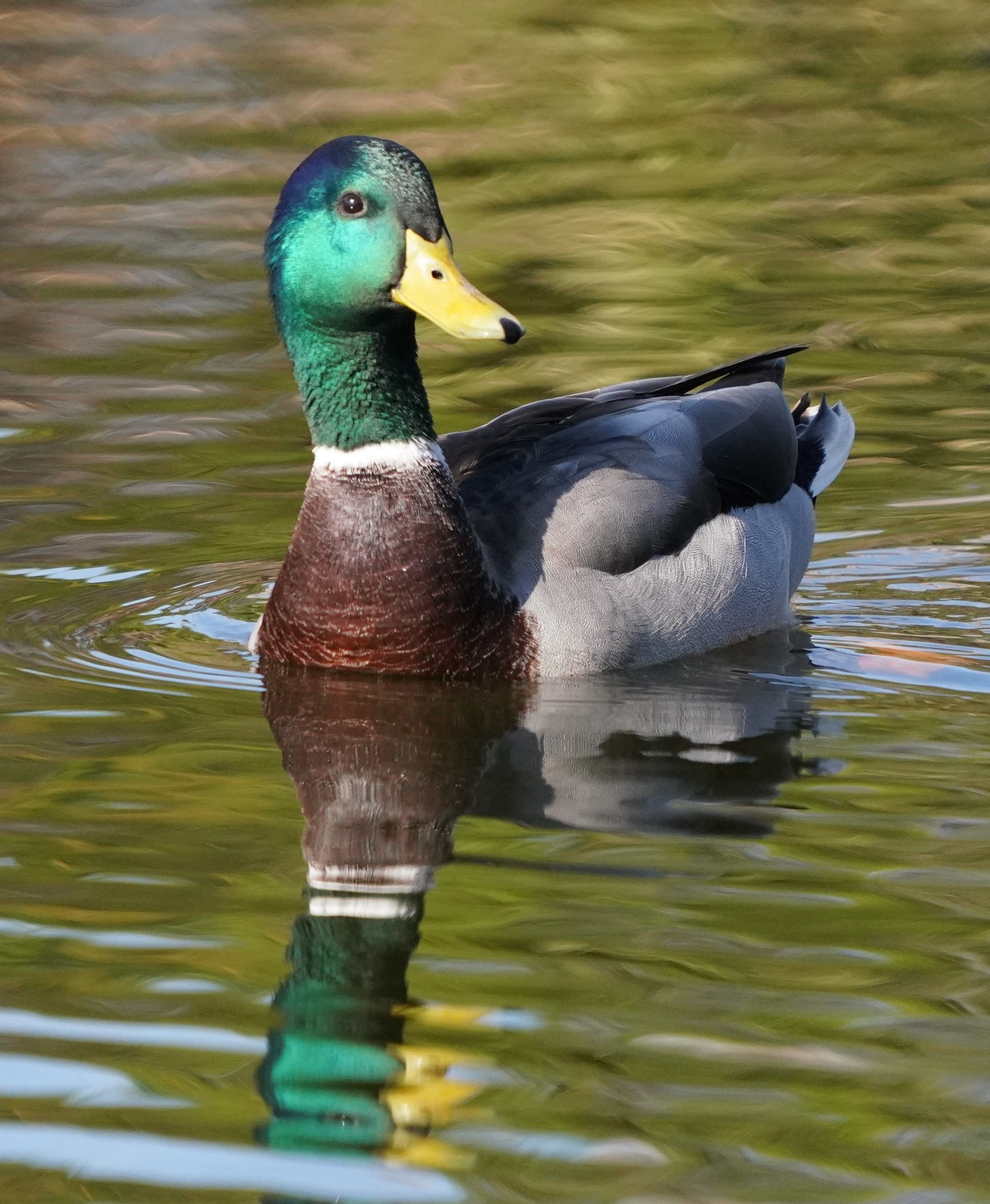 Vibrant Mallard Duck Gliding in Sunny Ventura Waters · Free Stock Photo