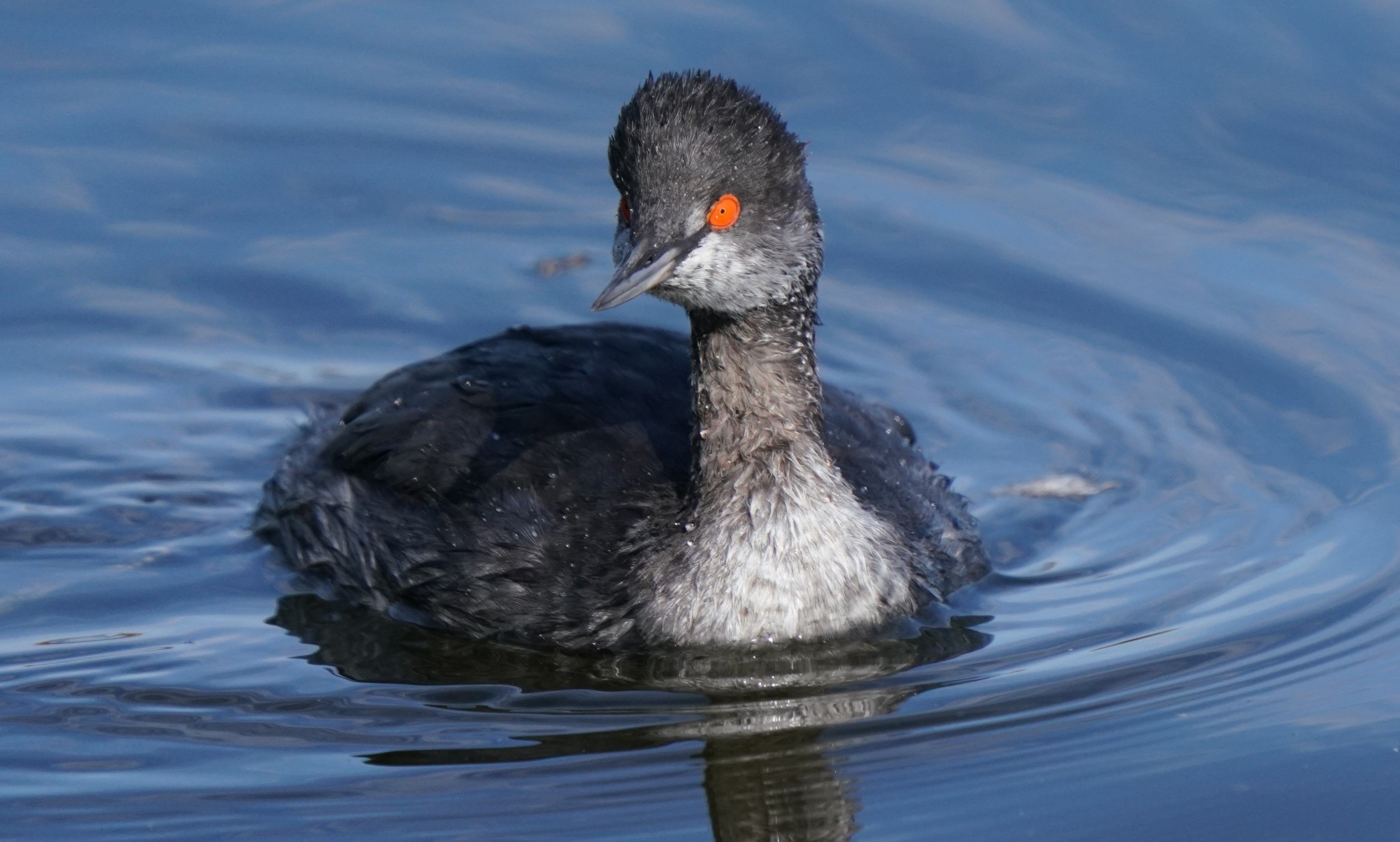 Close-up of Black Grebe Swimming in Ventura · Free Stock Photo