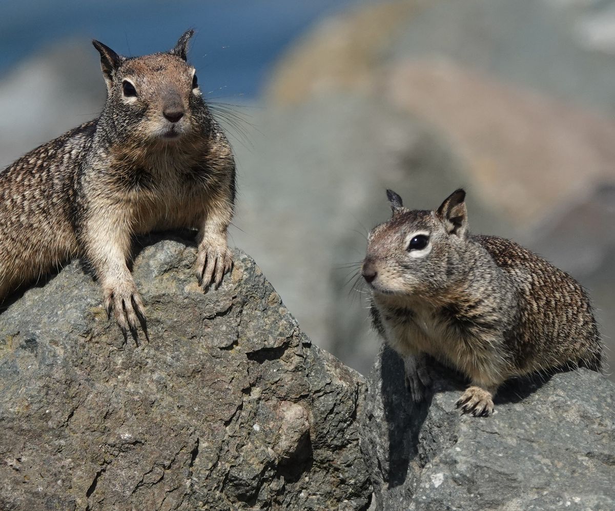 Squirrels Photos, Download The BEST Free Squirrels Stock Photos & HD Images