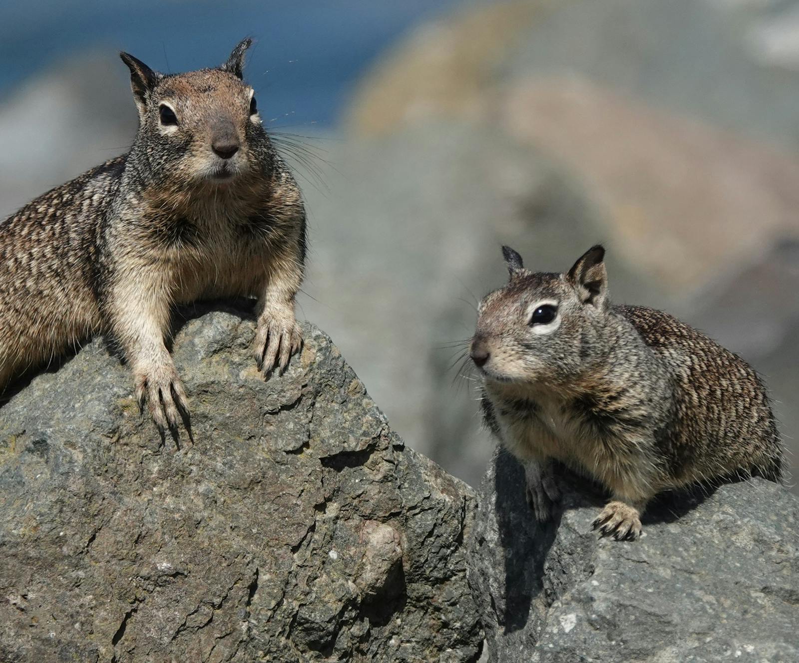 Squirrels Photos, Download The BEST Free Squirrels Stock Photos & HD Images