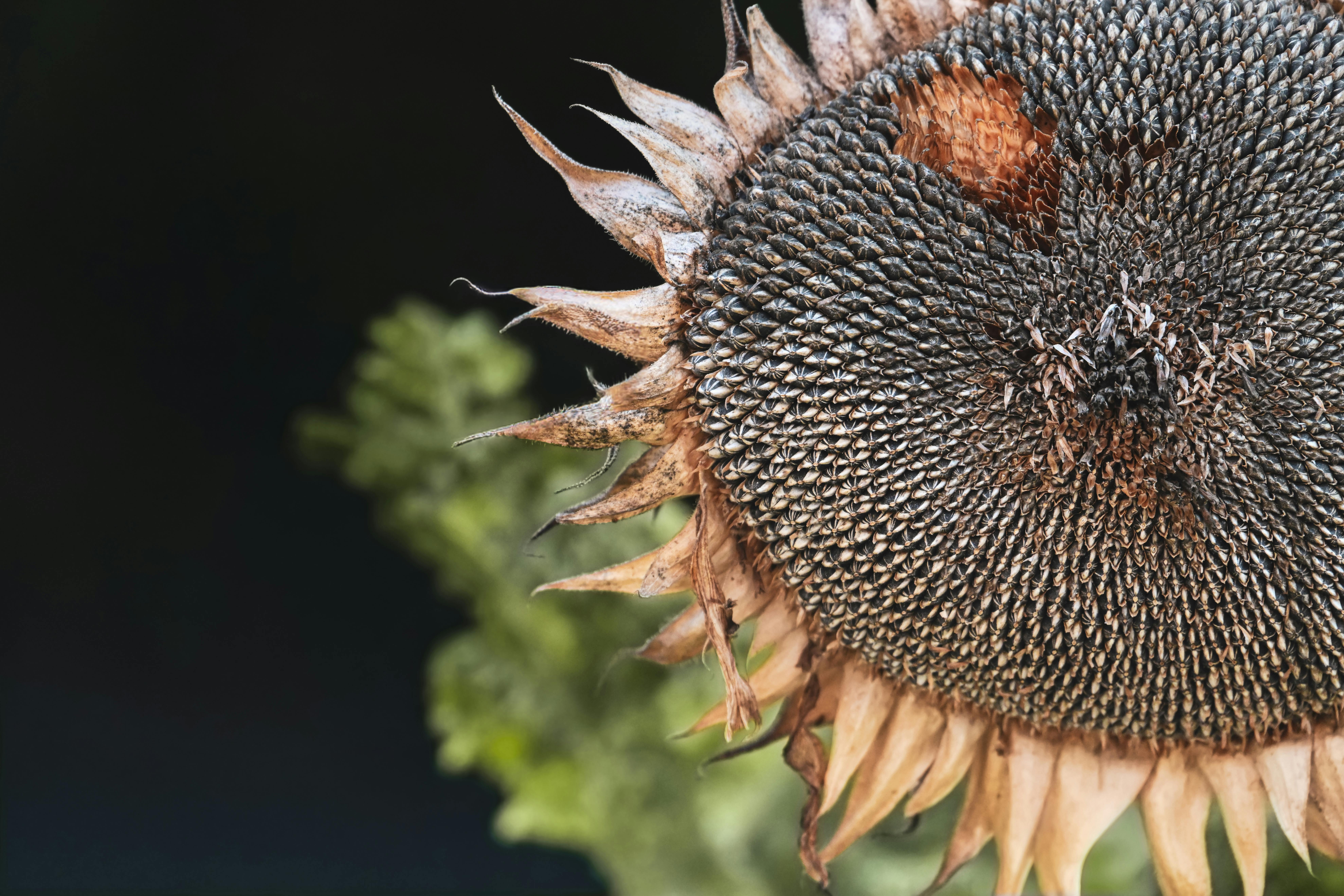 Anti Aging Background Photos, Download The BEST Free Anti Aging ...