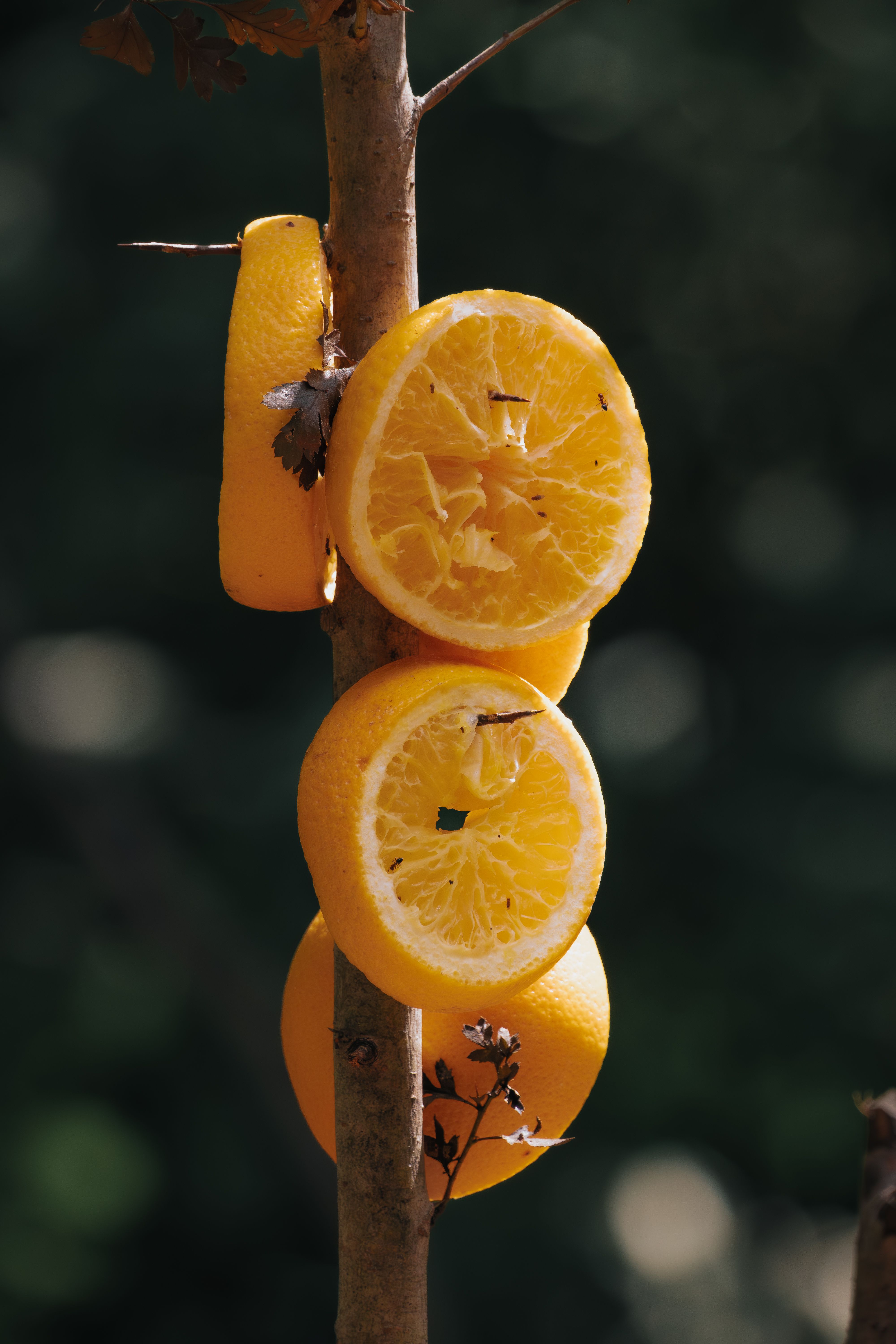 Lemon Food Photos, Download The BEST Free Lemon Food Stock Photos & HD ...