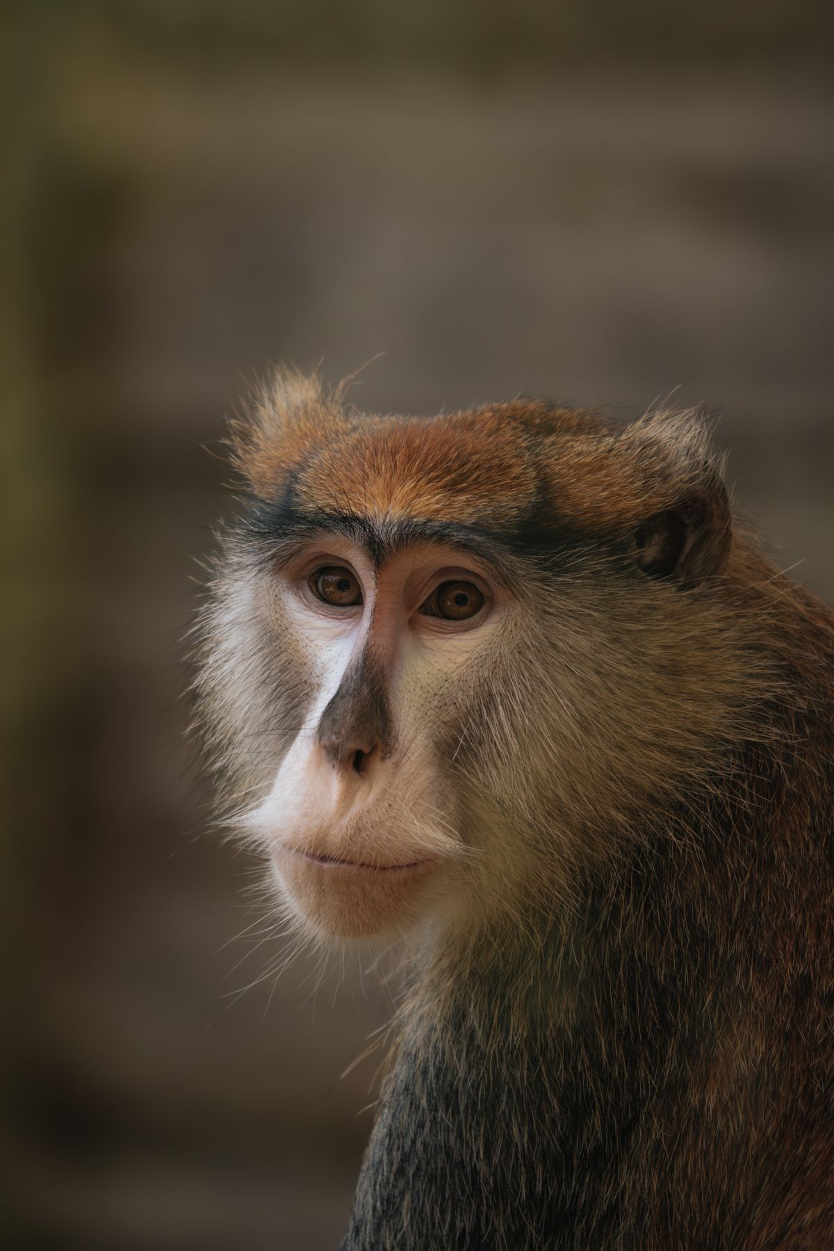 Monkey Face Photos, Download The BEST Free Monkey Face Stock Photos ...