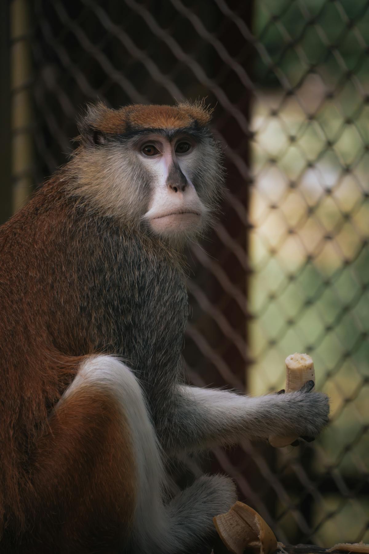 Thinking Monkey Photos, Download The BEST Free Thinking Monkey Stock ...