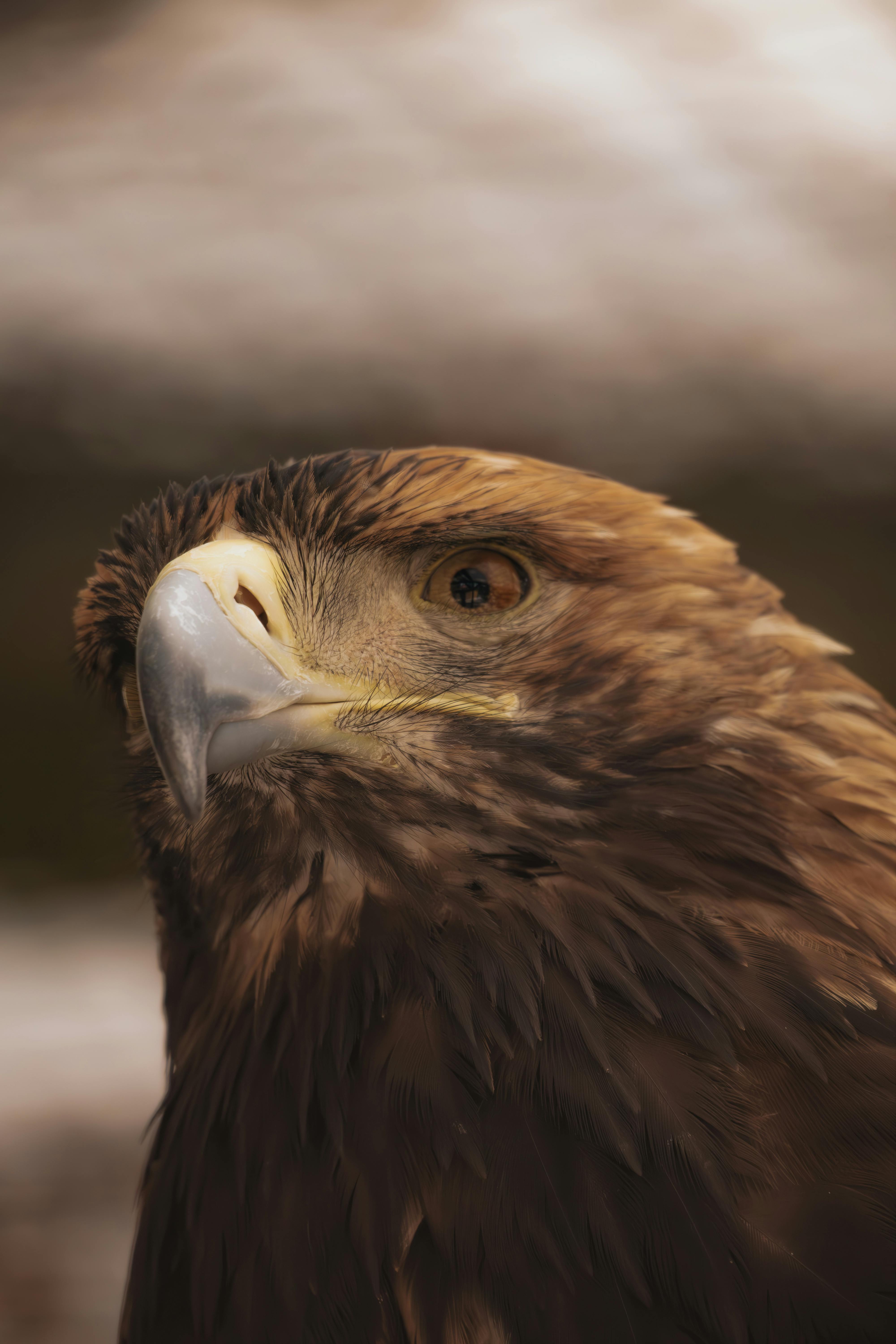 Raptor Photos, Download The BEST Free Raptor Stock Photos & HD Images