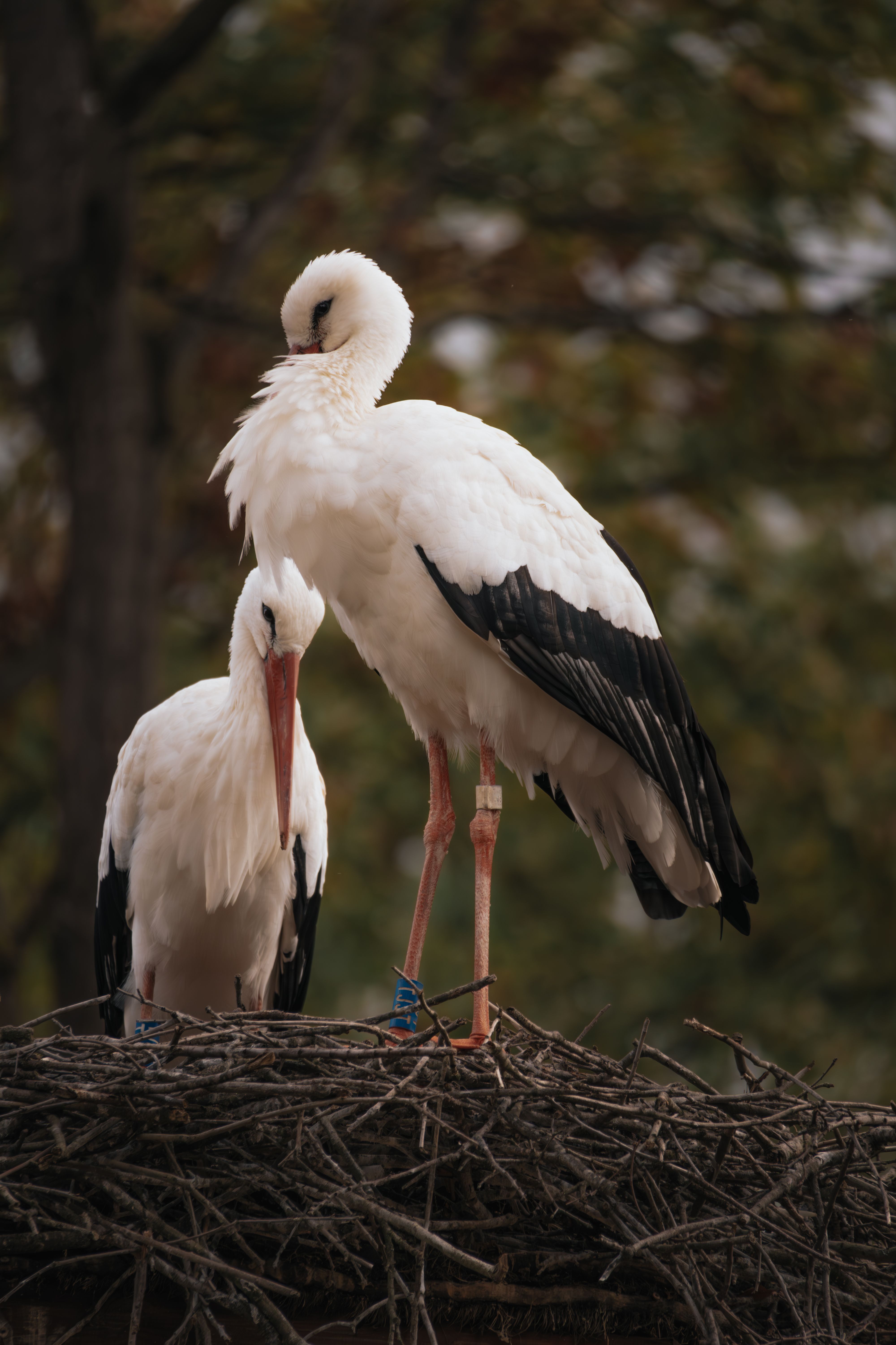 Stork Photos, Download The BEST Free Stork Stock Photos & HD Images