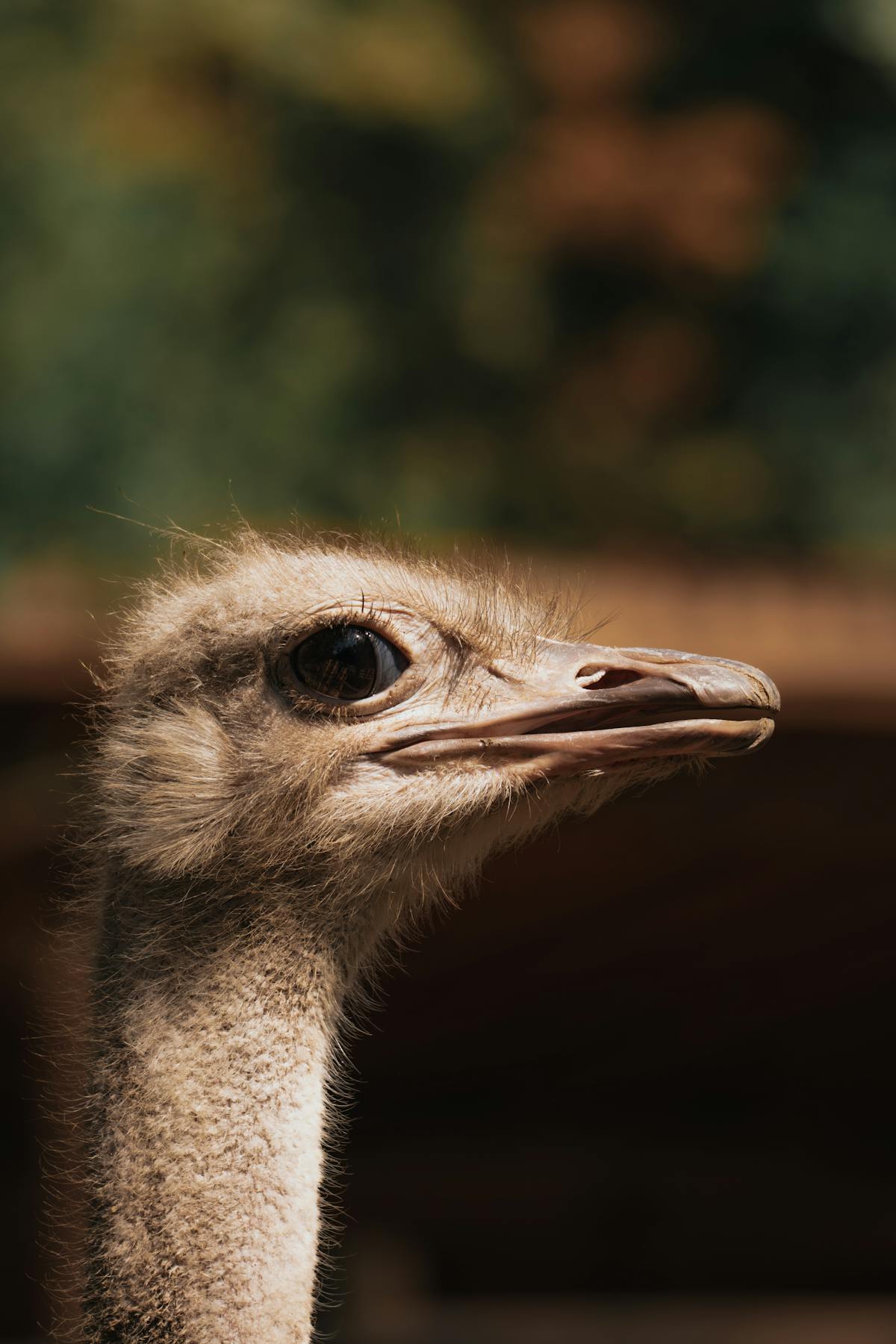 Ostrich Photos, Download The BEST Free Ostrich Stock Photos & HD Images