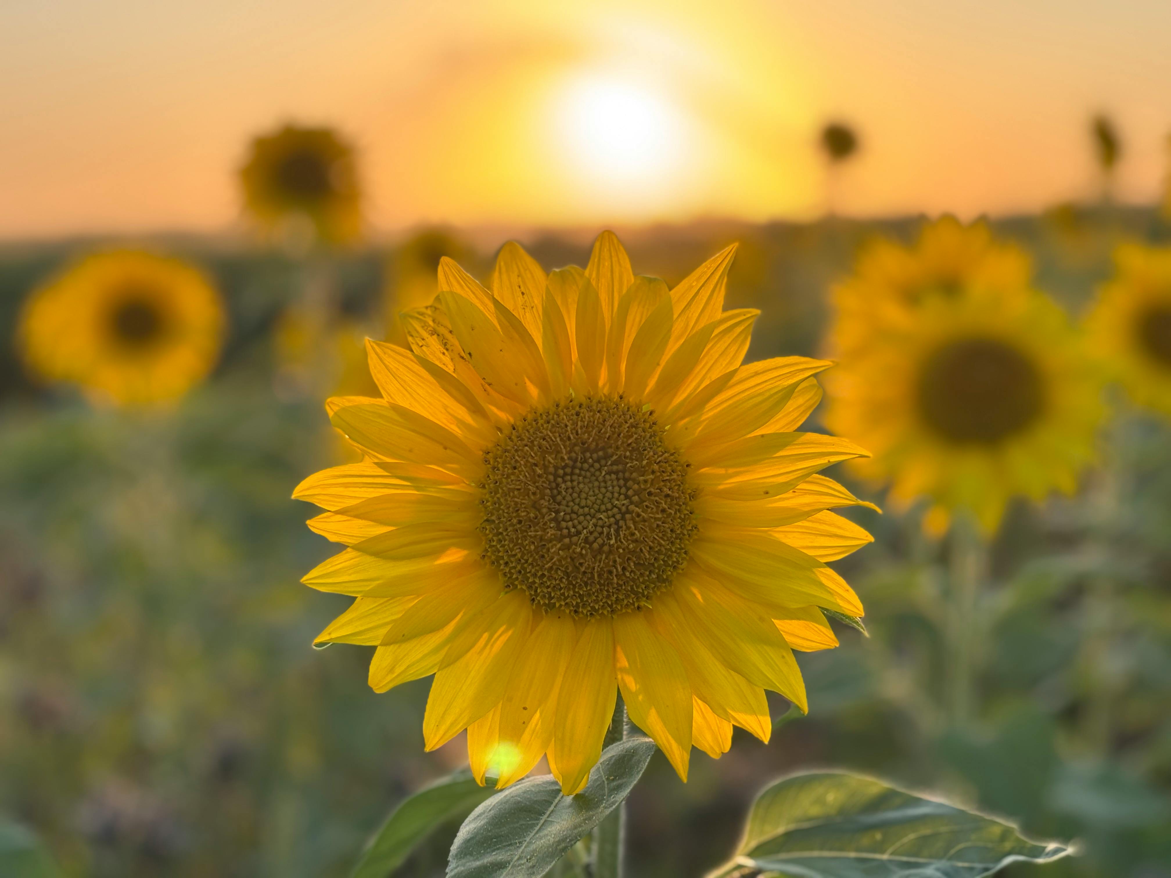 Sun Without Background Photos, Download The BEST Free Sun Without ...