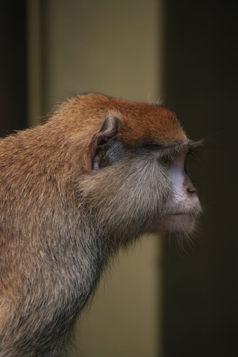 Thinking Monkey Photos, Download The BEST Free Thinking Monkey Stock ...