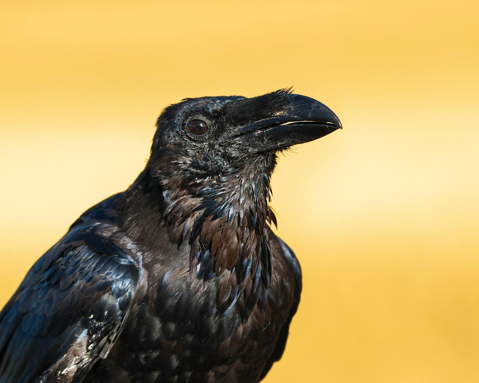 Raven Photos, Download The BEST Free Raven Stock Photos & HD Images