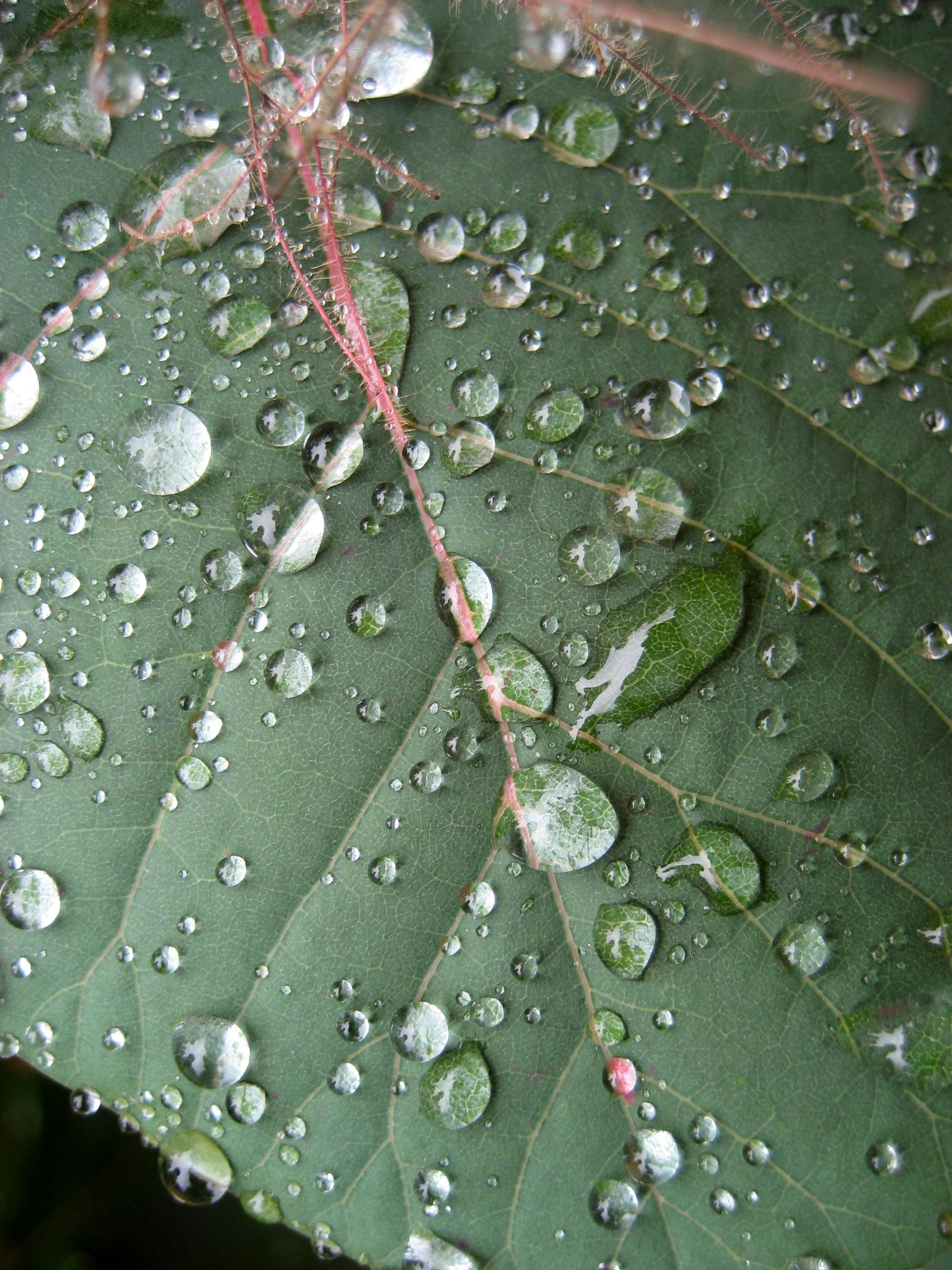 Raindrops On Leaf Photos, Download The BEST Free Raindrops On Leaf ...