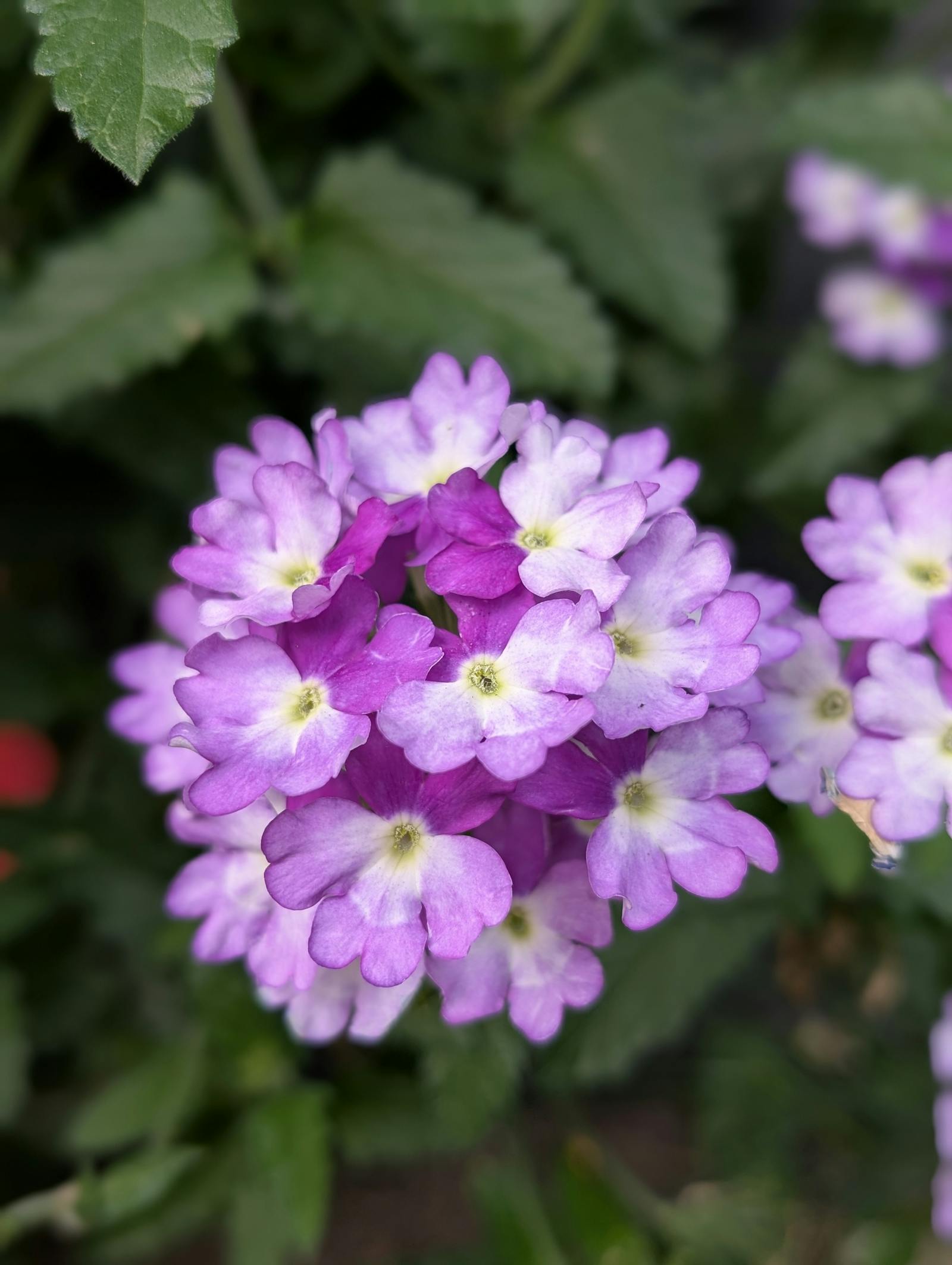 400.000+ Foto Wallpaper Bunga Estetik Terbaik · Unduh Gratis 100% ...