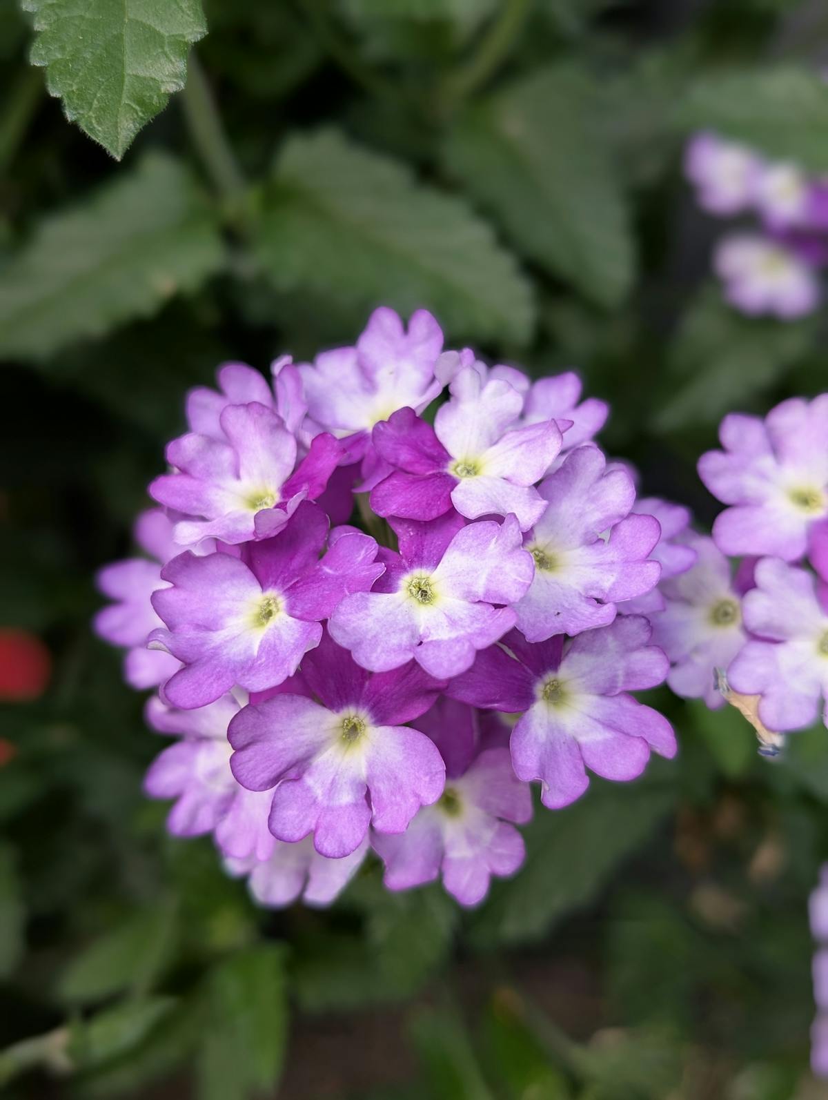 Fall Flowers Desktop Wallpaper Photos, Download The BEST Free Fall ...