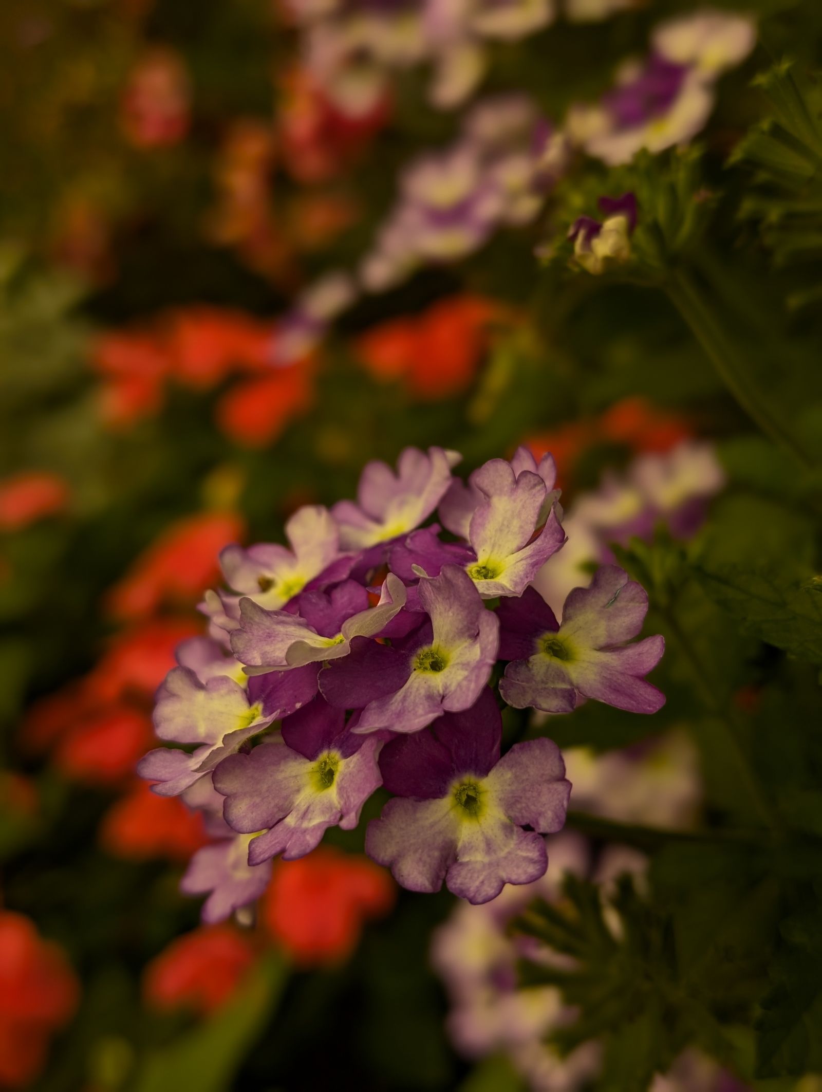 10.000+ Foto Wallpaper Bunga Estetik Terbaik · Unduh Gratis 100% · Foto ...