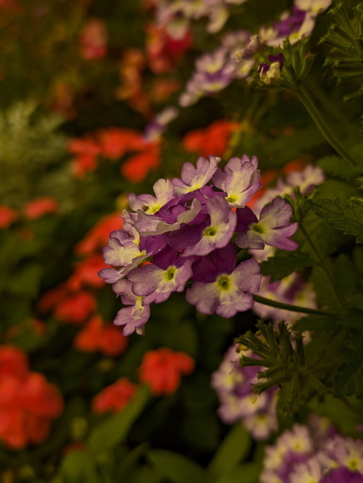 10.000+ Foto Wallpaper Bunga Estetik Terbaik · Unduh Gratis 100% · Foto ...