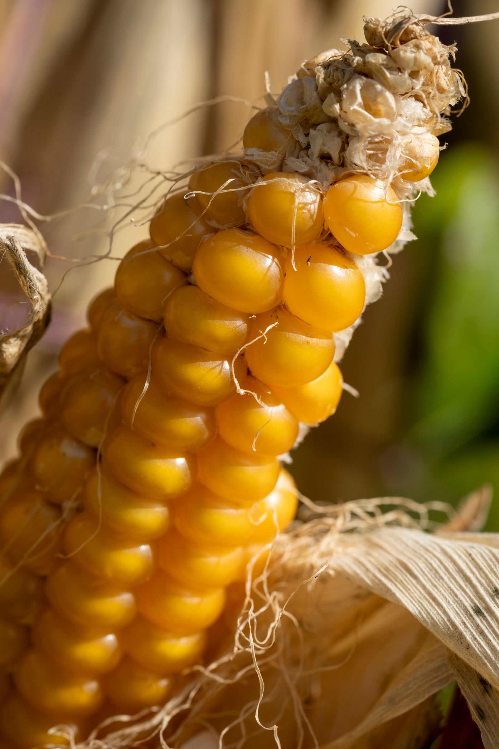 Maize Crop Photos, Download The BEST Free Maize Crop Stock Photos & HD ...
