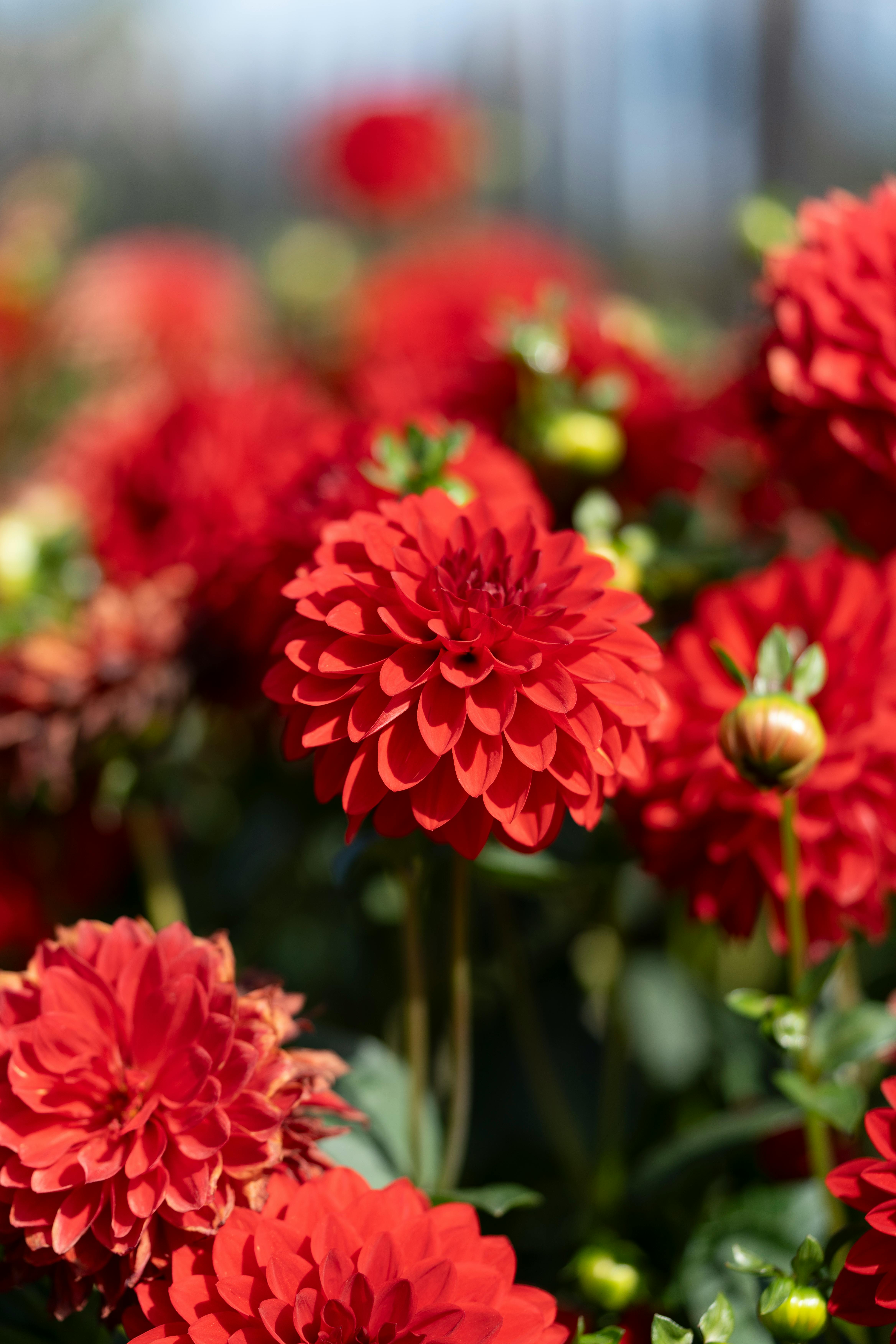 Bright Flowers Photos, Download The BEST Free Bright Flowers Stock ...