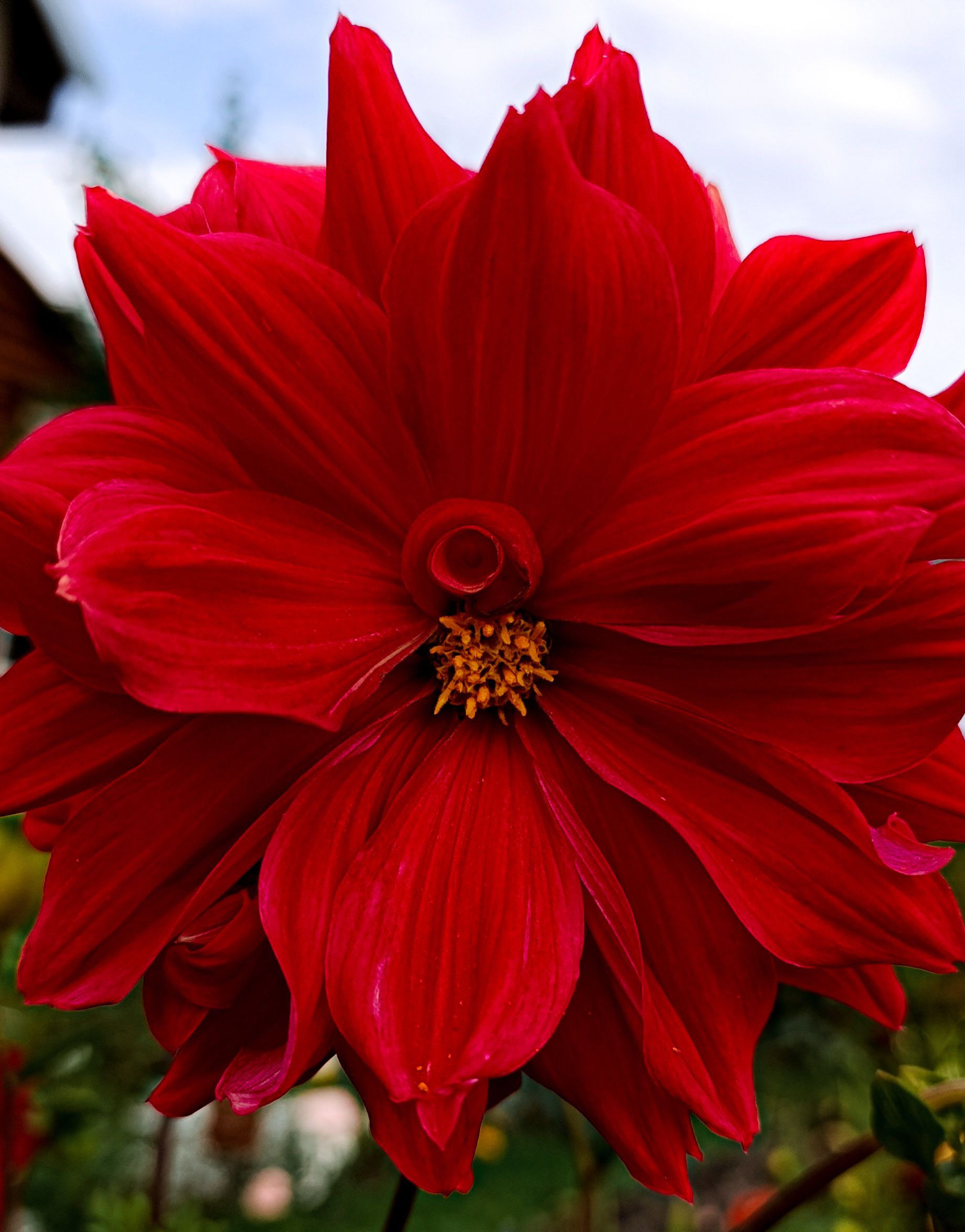 Red Dahlia Flower · Free Stock Photo