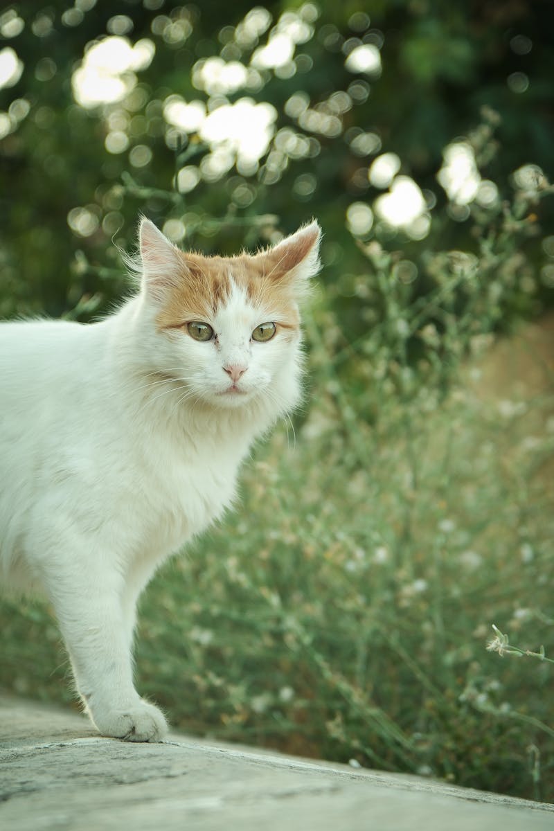 Cat Side View Photos, Download The BEST Free Cat Side View Stock Photos ...