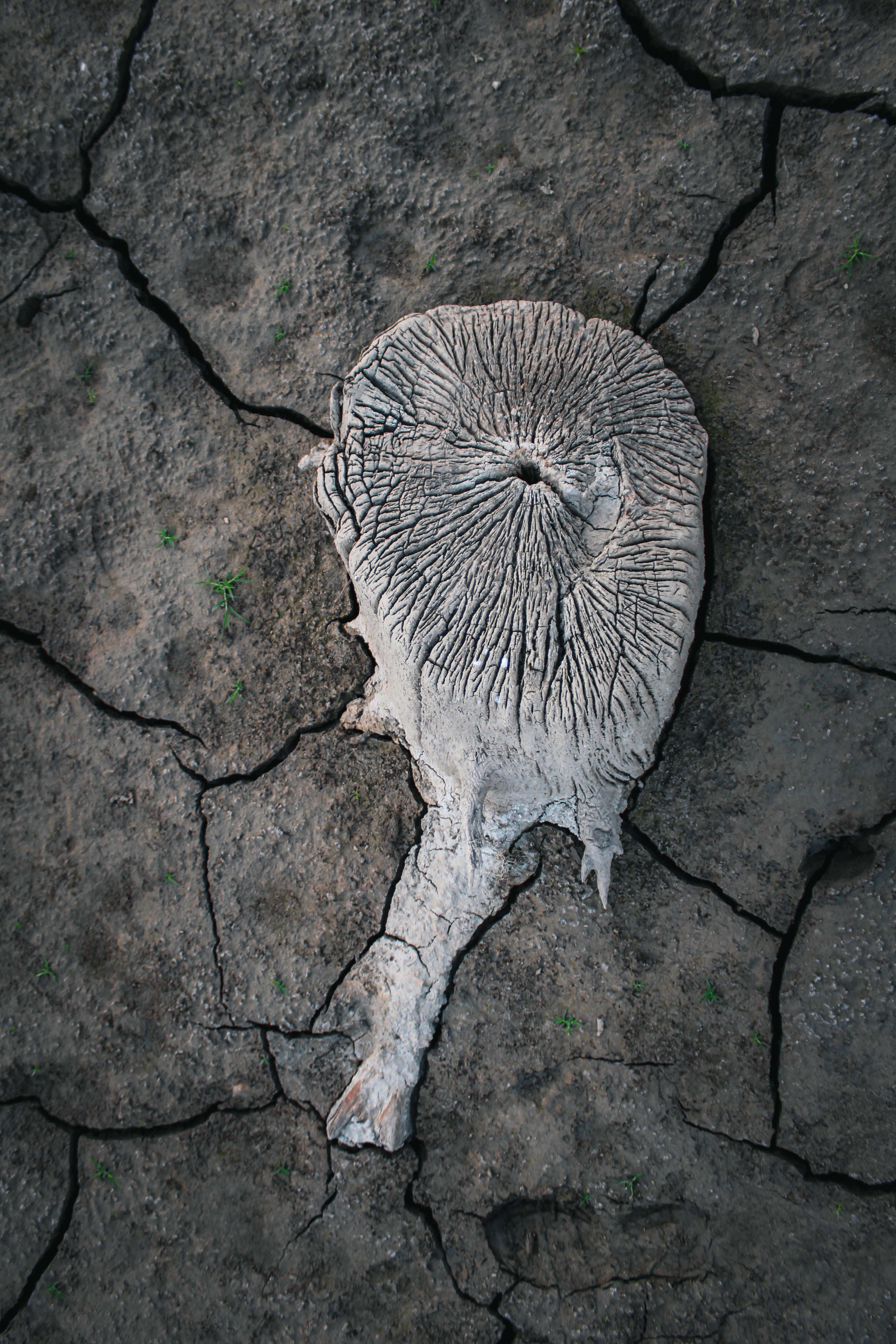 Dried Tree Stump on Cracked Earth in Serbia · Free Stock Photo