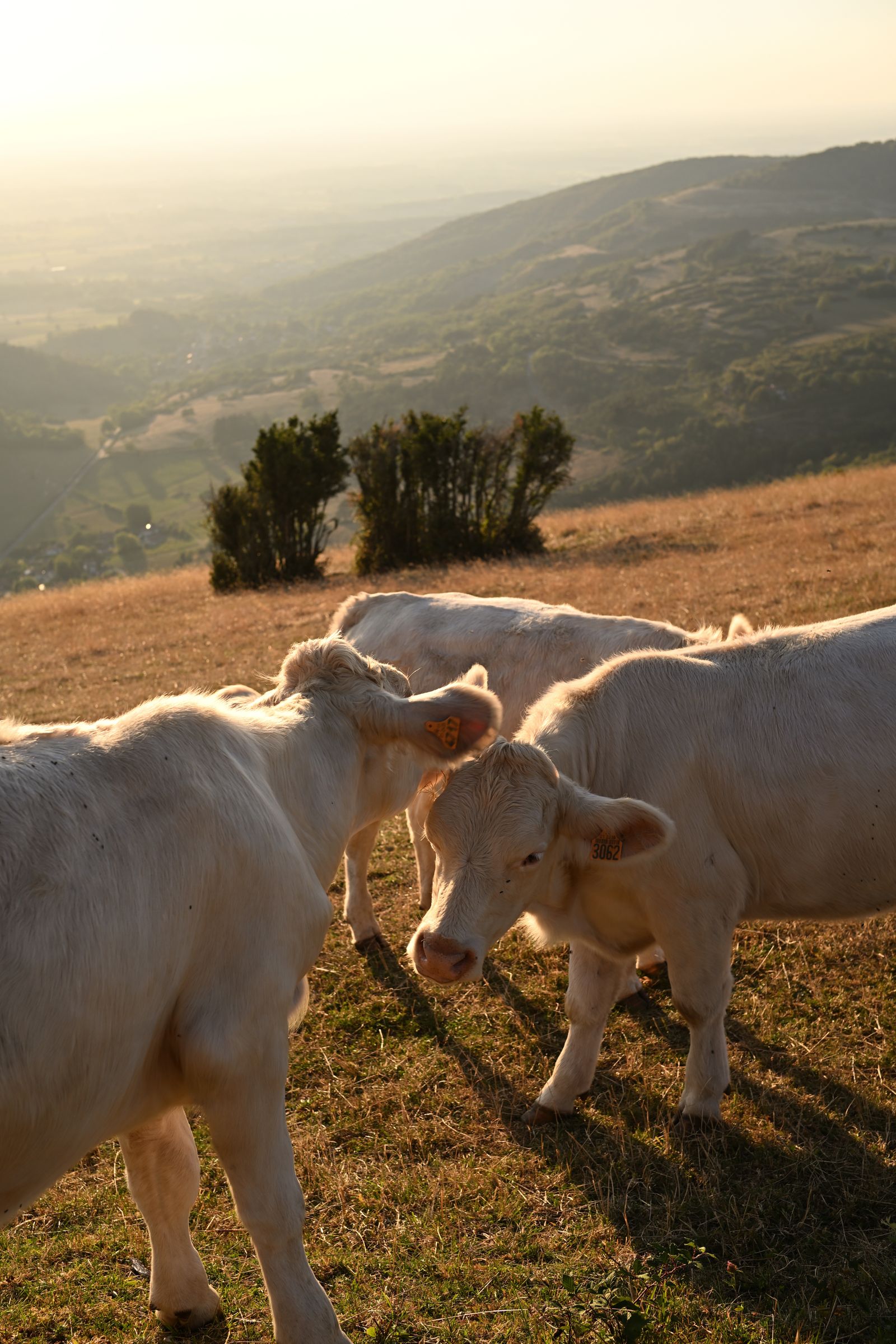 Group Of Animals Photos, Download The BEST Free Group Of Animals Stock ...