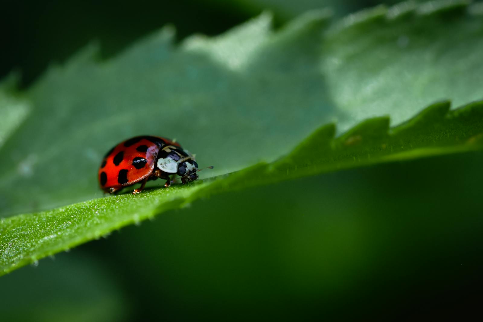 Close Up Ladybug Photos, Download The BEST Free Close Up Ladybug Stock ...