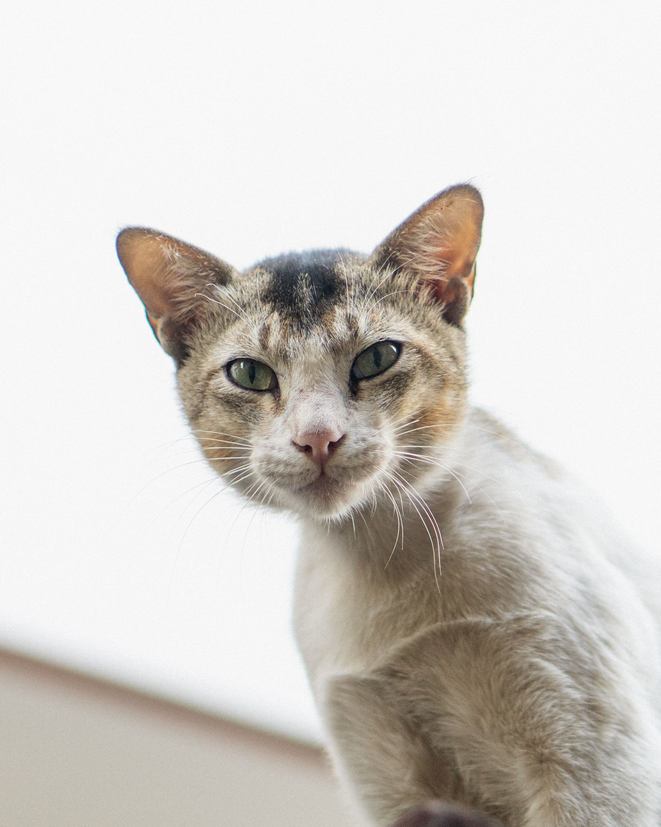 Close-Up of an Alert Domestic Cat Outdoors · Free Stock Photo