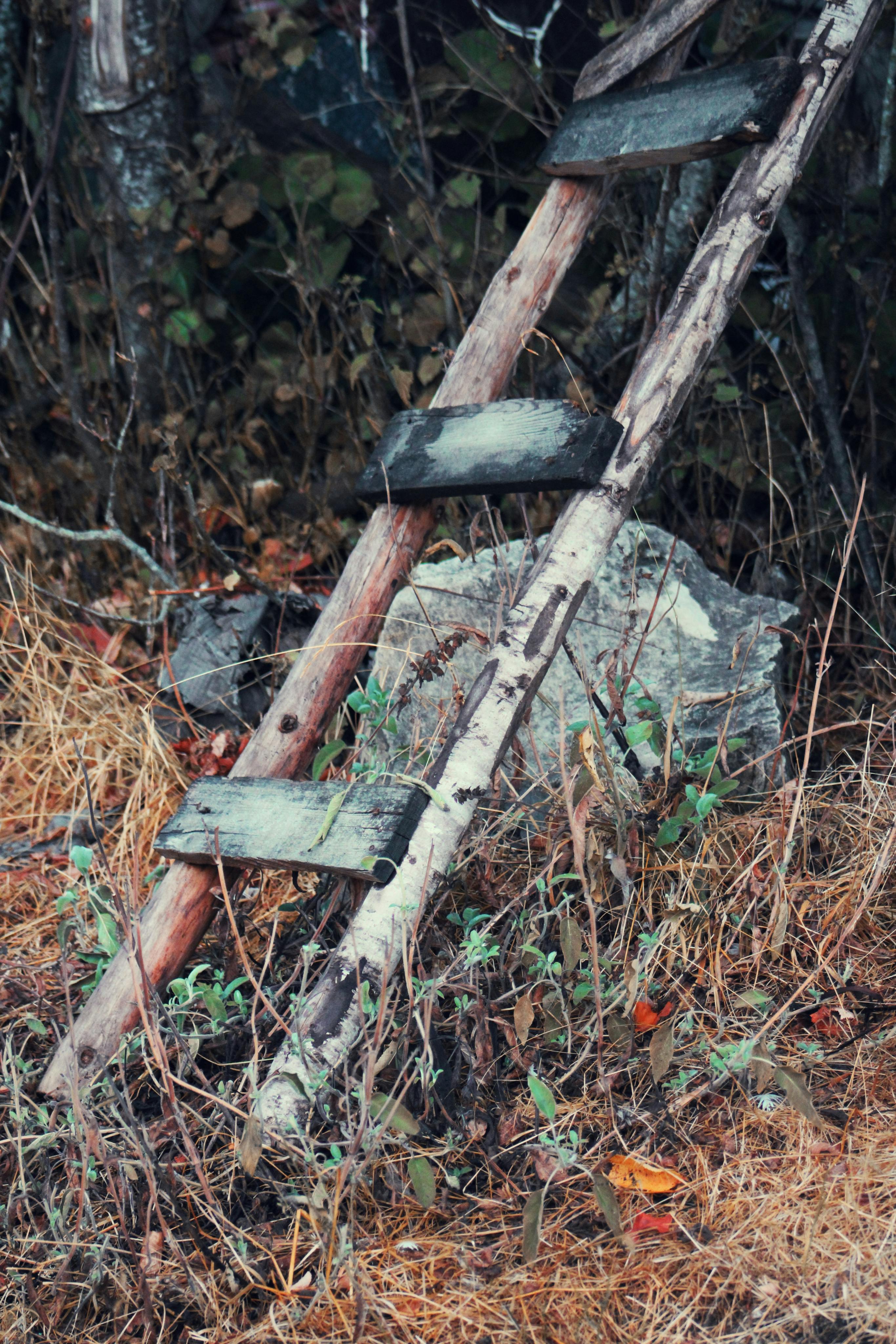 Simple Nature Photos, Download The BEST Free Simple Nature Stock Photos ...