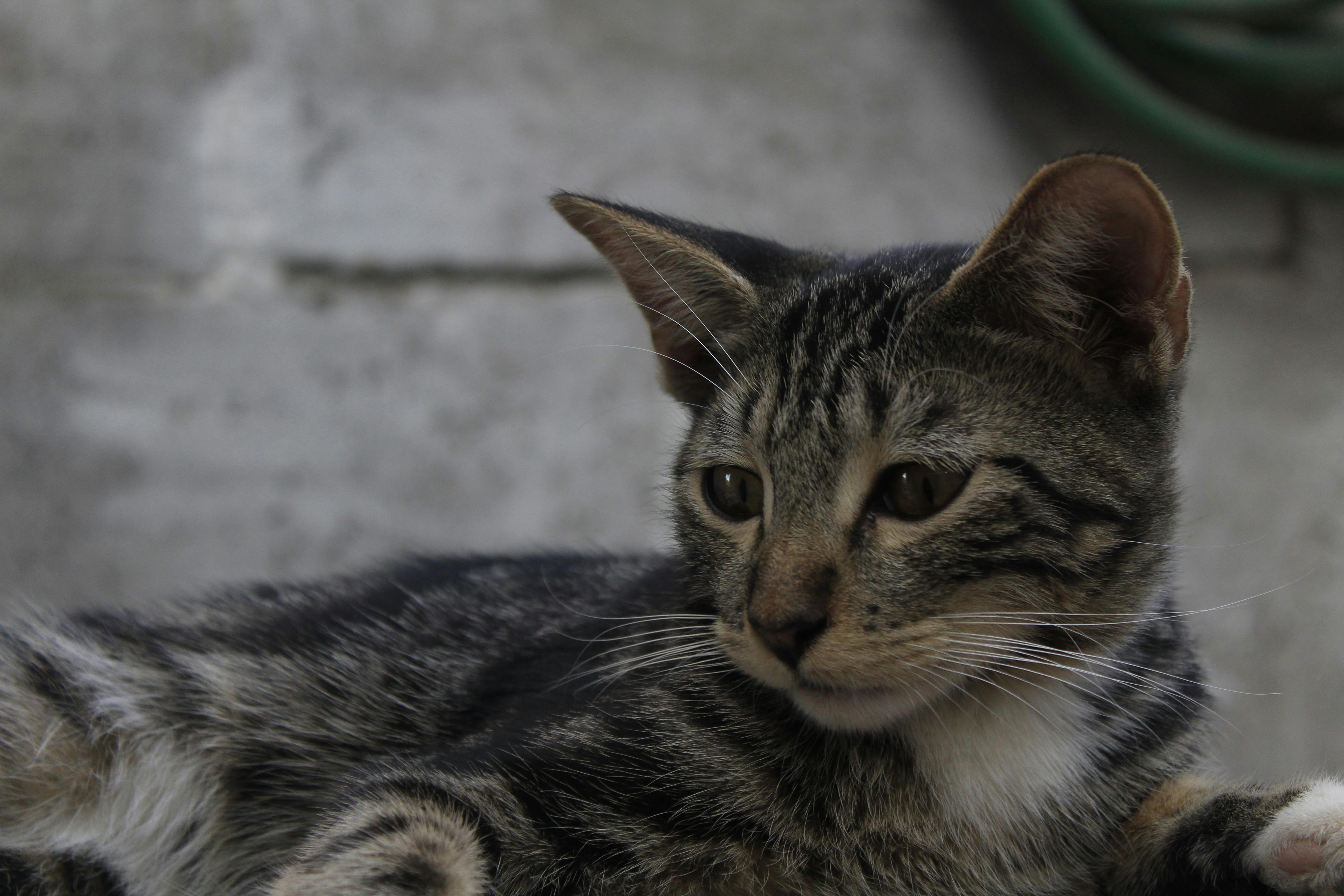 Cat Pfp Photos, Download The BEST Free Cat Pfp Stock Photos & HD Images