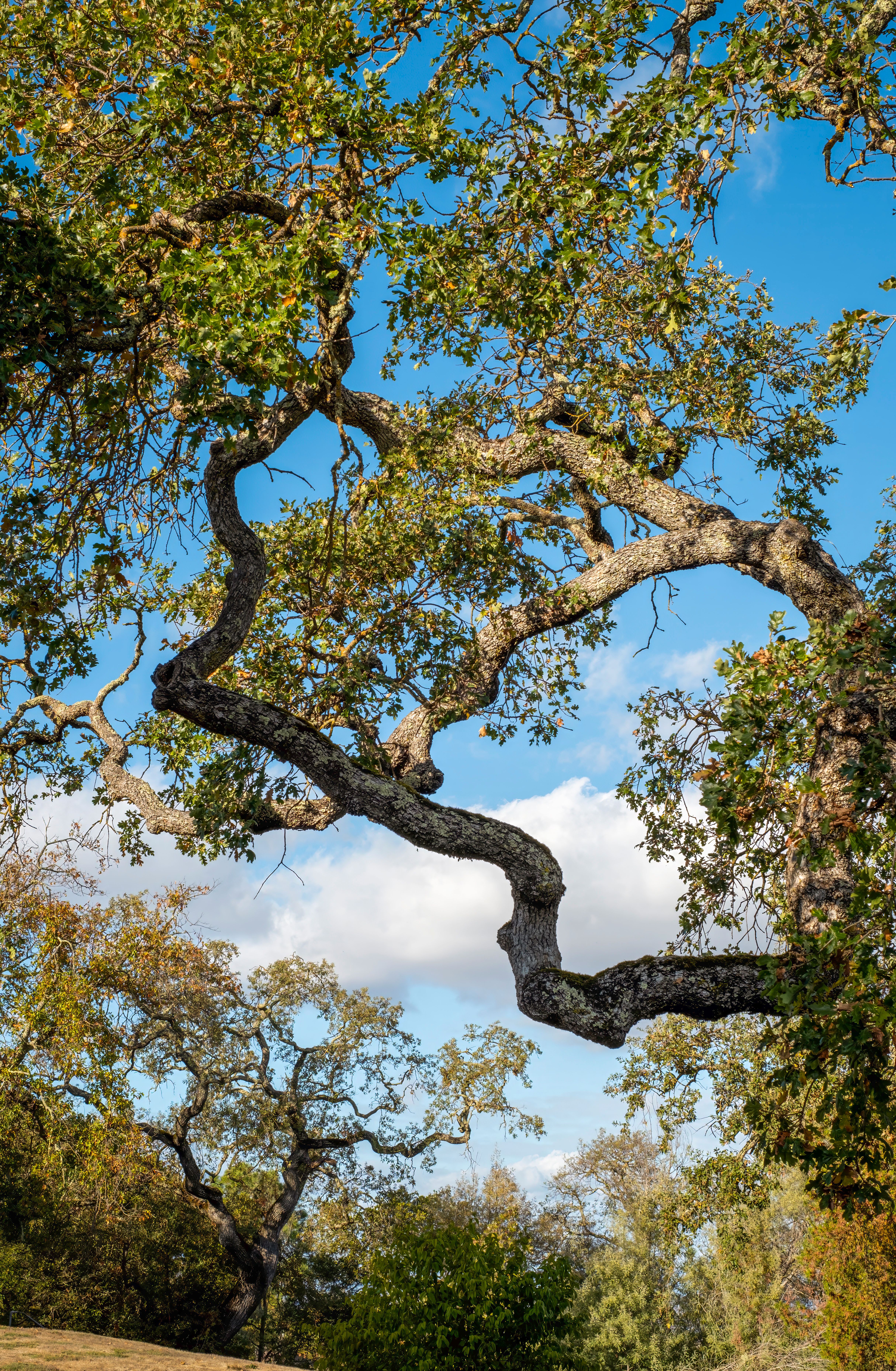 Twisting Oak Branches Against Blue Sky · Free Stock Photo
