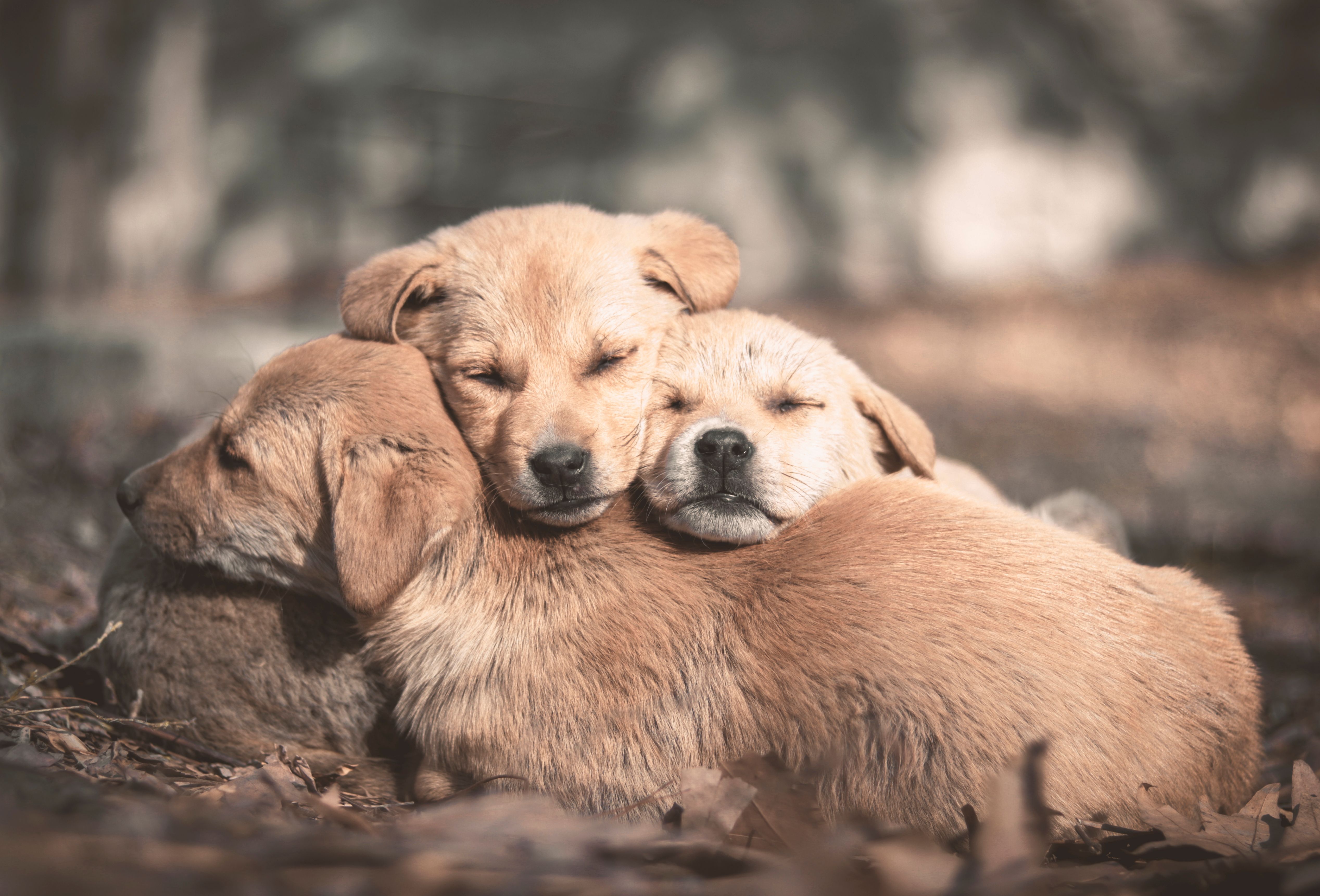 Three Dogs Sleeping Indoors Photos, Download The BEST Free Three Dogs ...