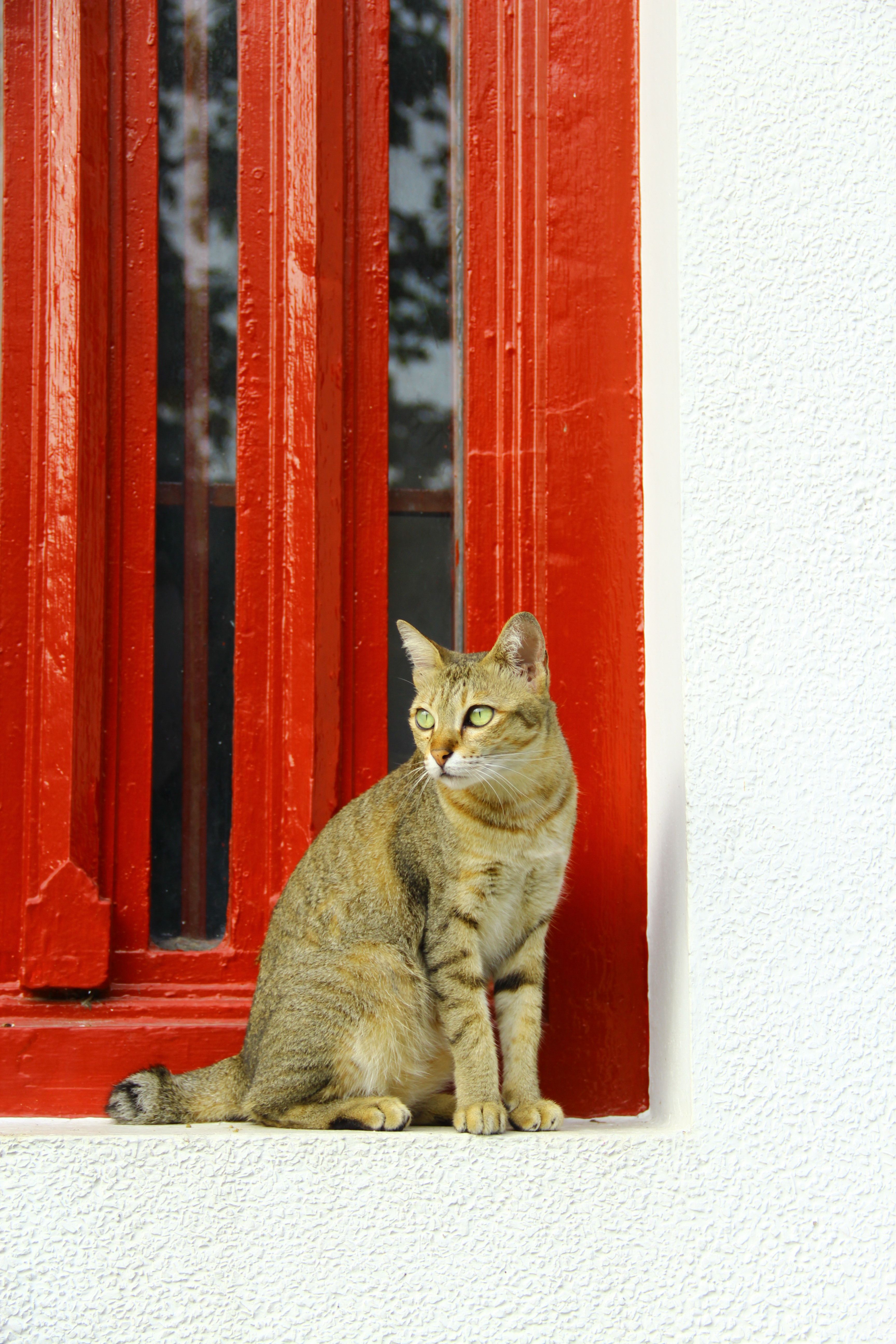 Tabby Cat Sitting by Vibrant Red Window Ledge · Free Stock Photo