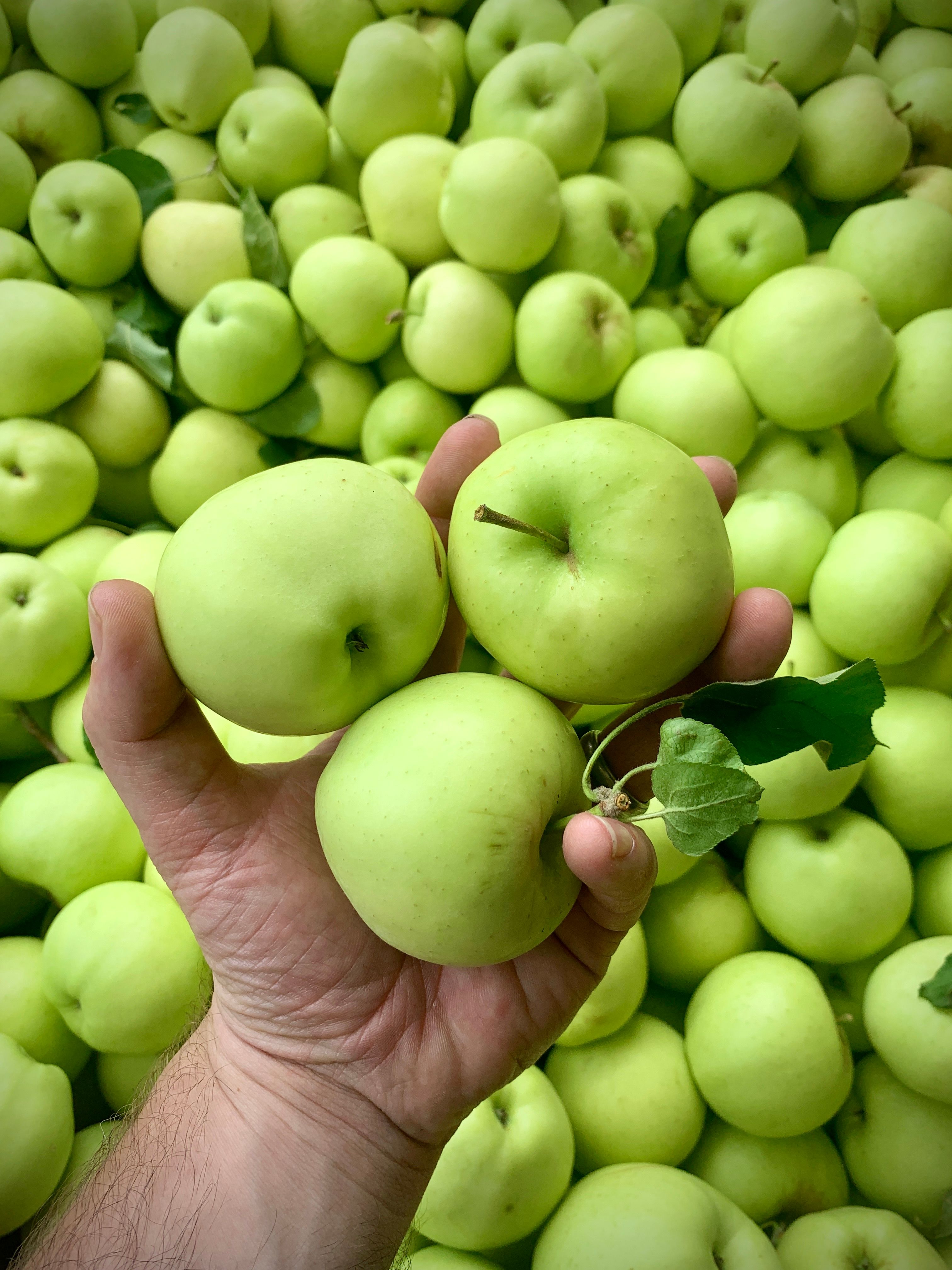 Lodi Apple Photos, Download The BEST Free Lodi Apple Stock Photos & HD ...