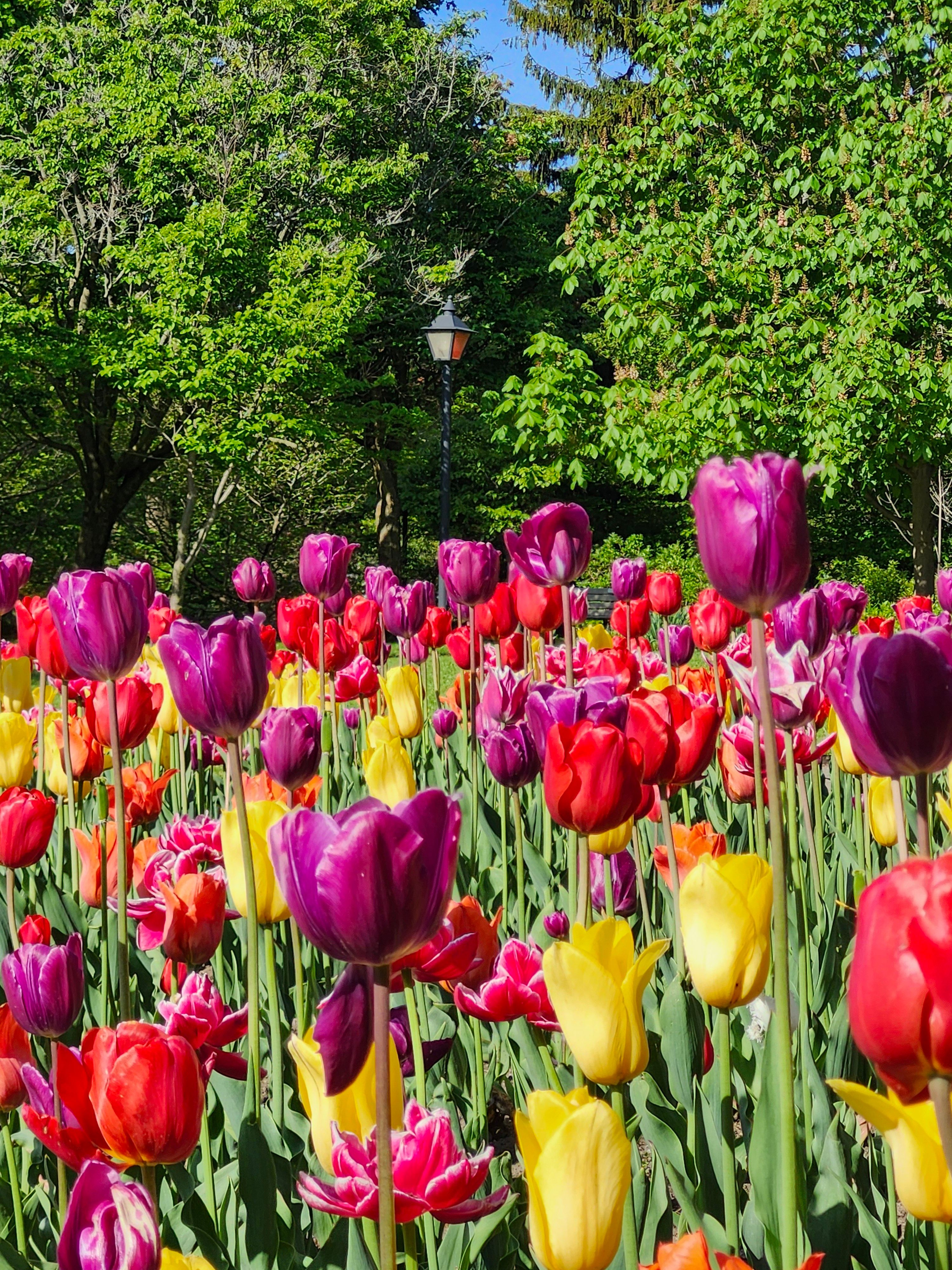 Vibrant Spring Tulip Garden in Toronto · Free Stock Photo