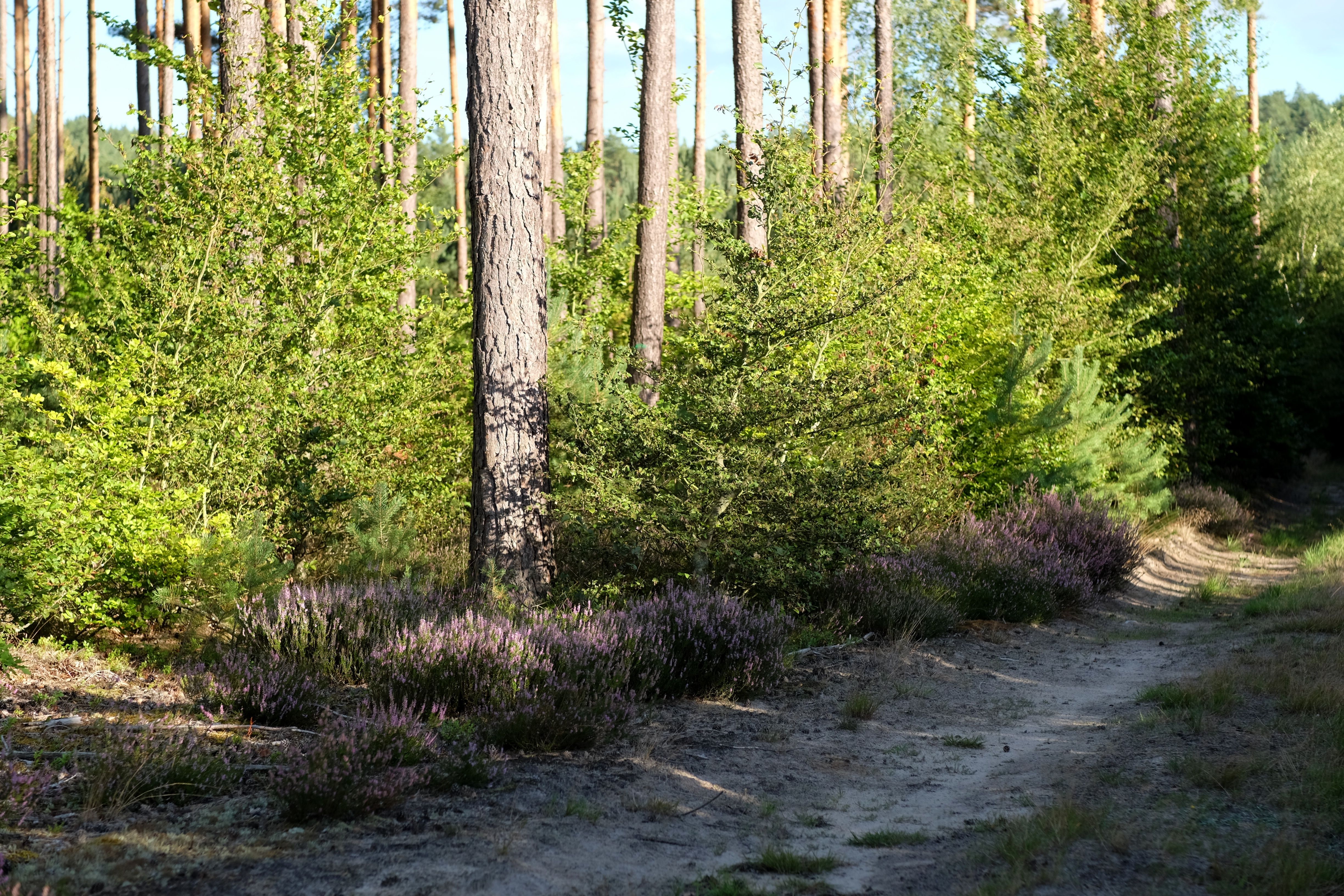 Heather Photos, Download The BEST Free Heather Stock Photos & HD Images