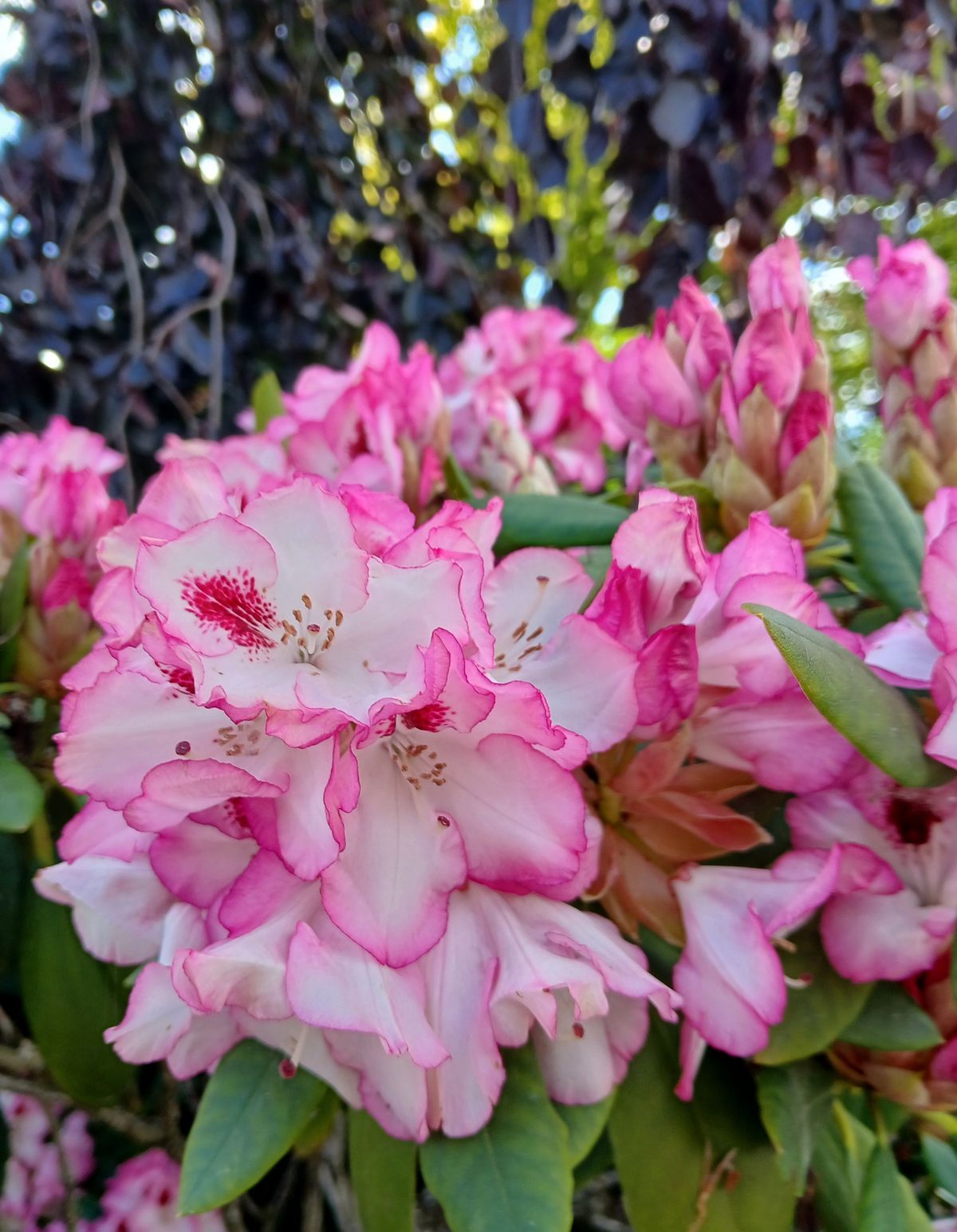 Azalea Photos, Download The BEST Free Azalea Stock Photos & HD Images