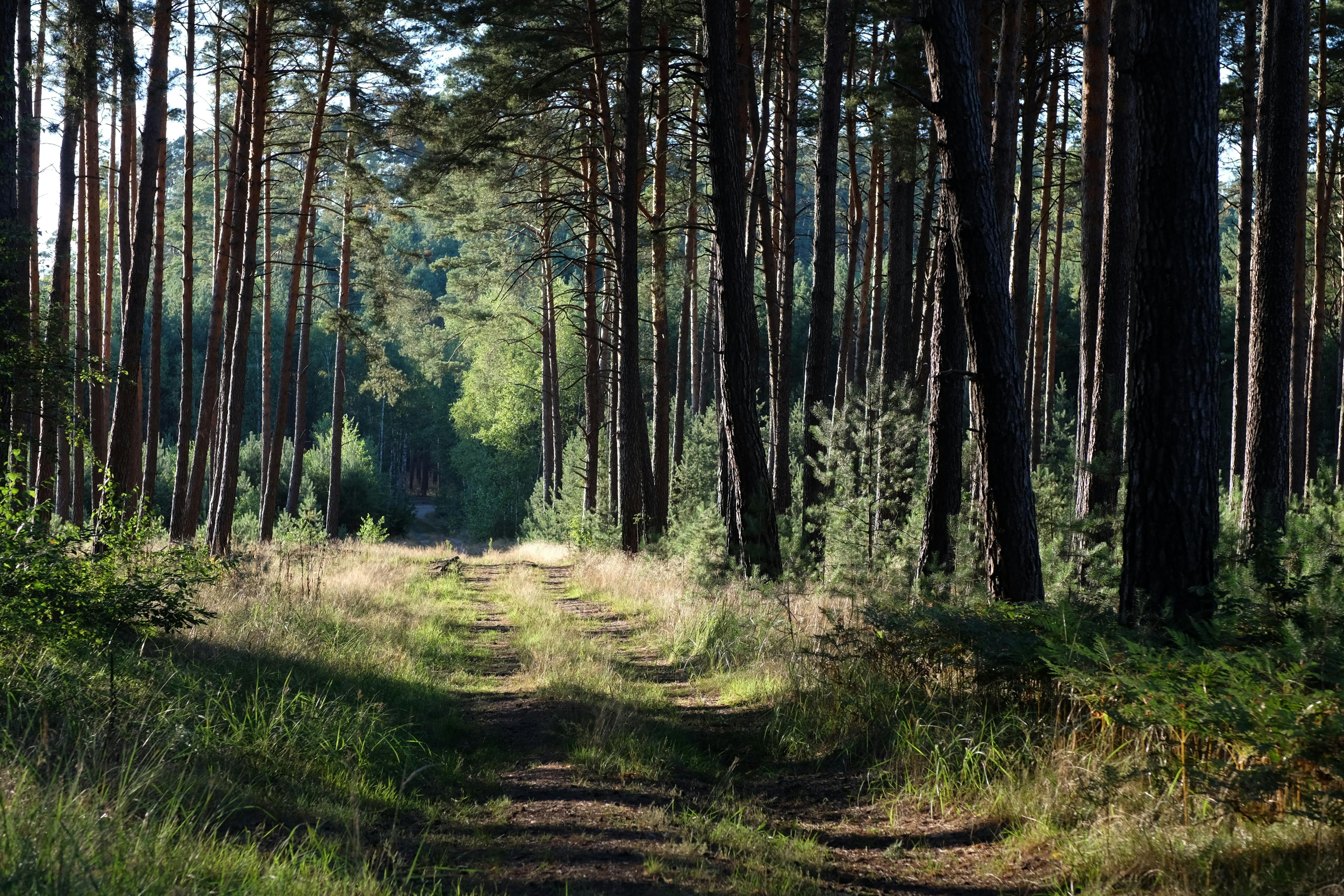Scenic Forest Pathway Lined with Tall Pine Trees · Free Stock Photo