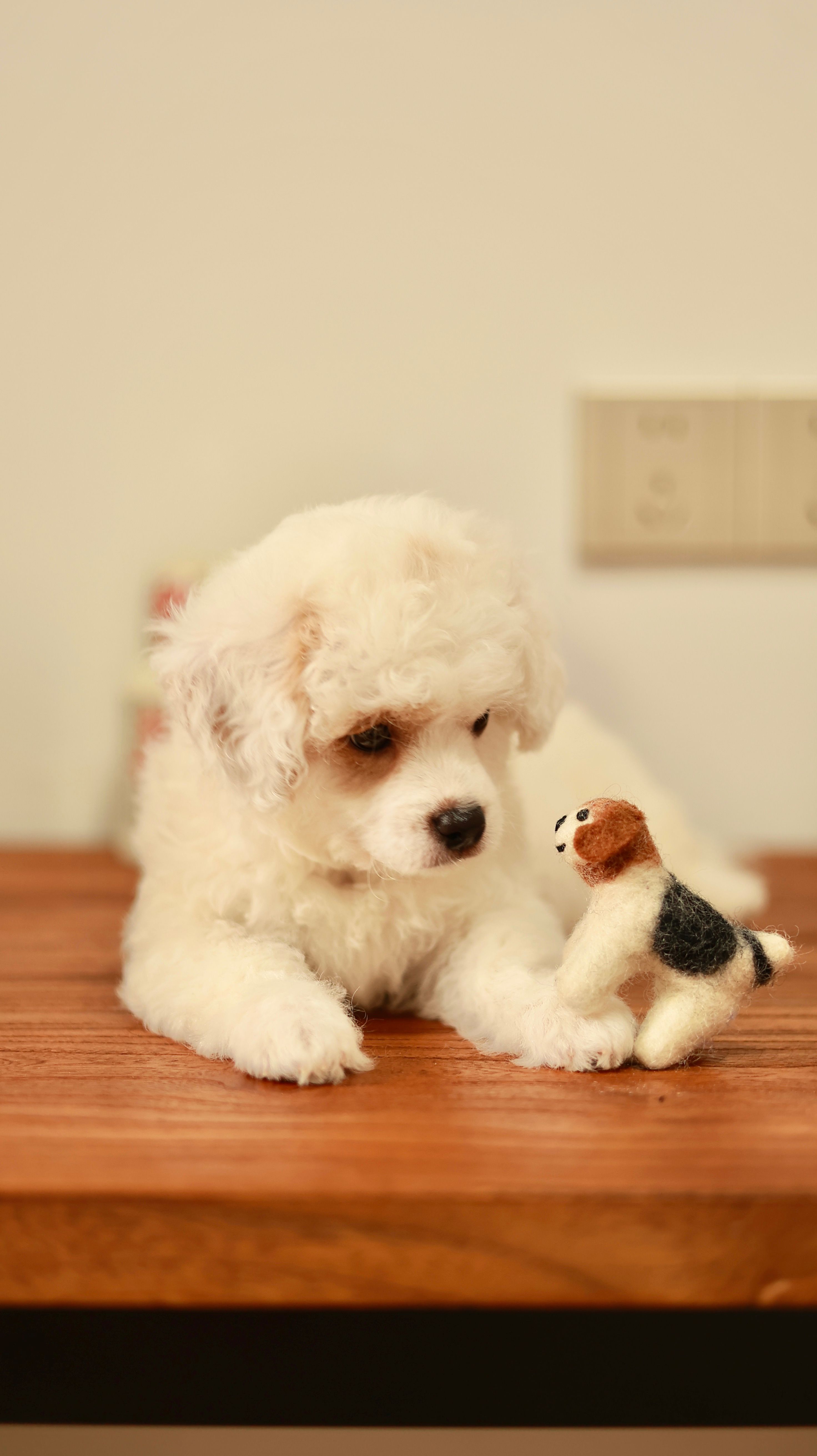 Adorable Cachorro Blanco Con Juguete Sobre Una Mesa De Madera · Foto de ...
