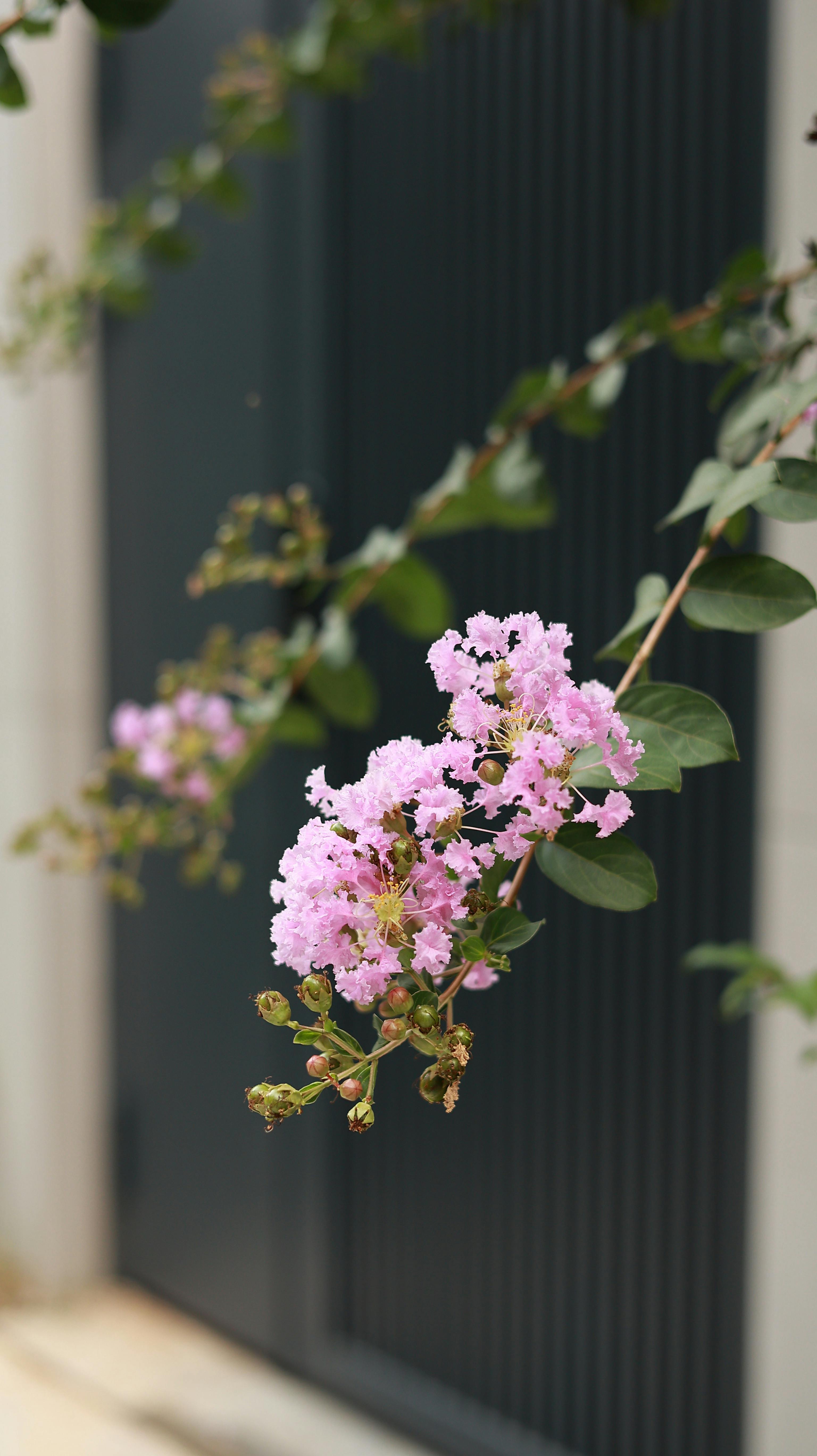 Close-up of Pink Crepe Myrtles in Bloom · Free Stock Photo
