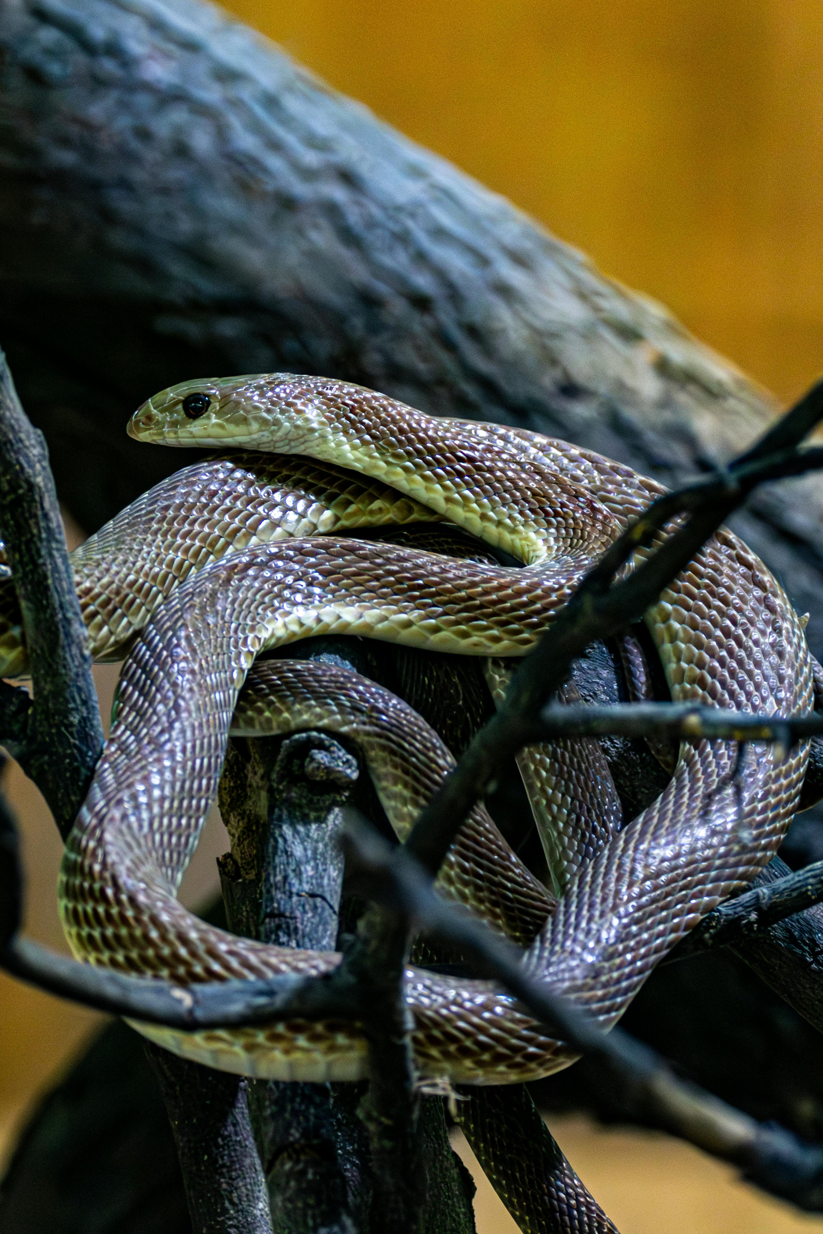 Close-up of a Snake on Tree Branches · Free Stock Photo