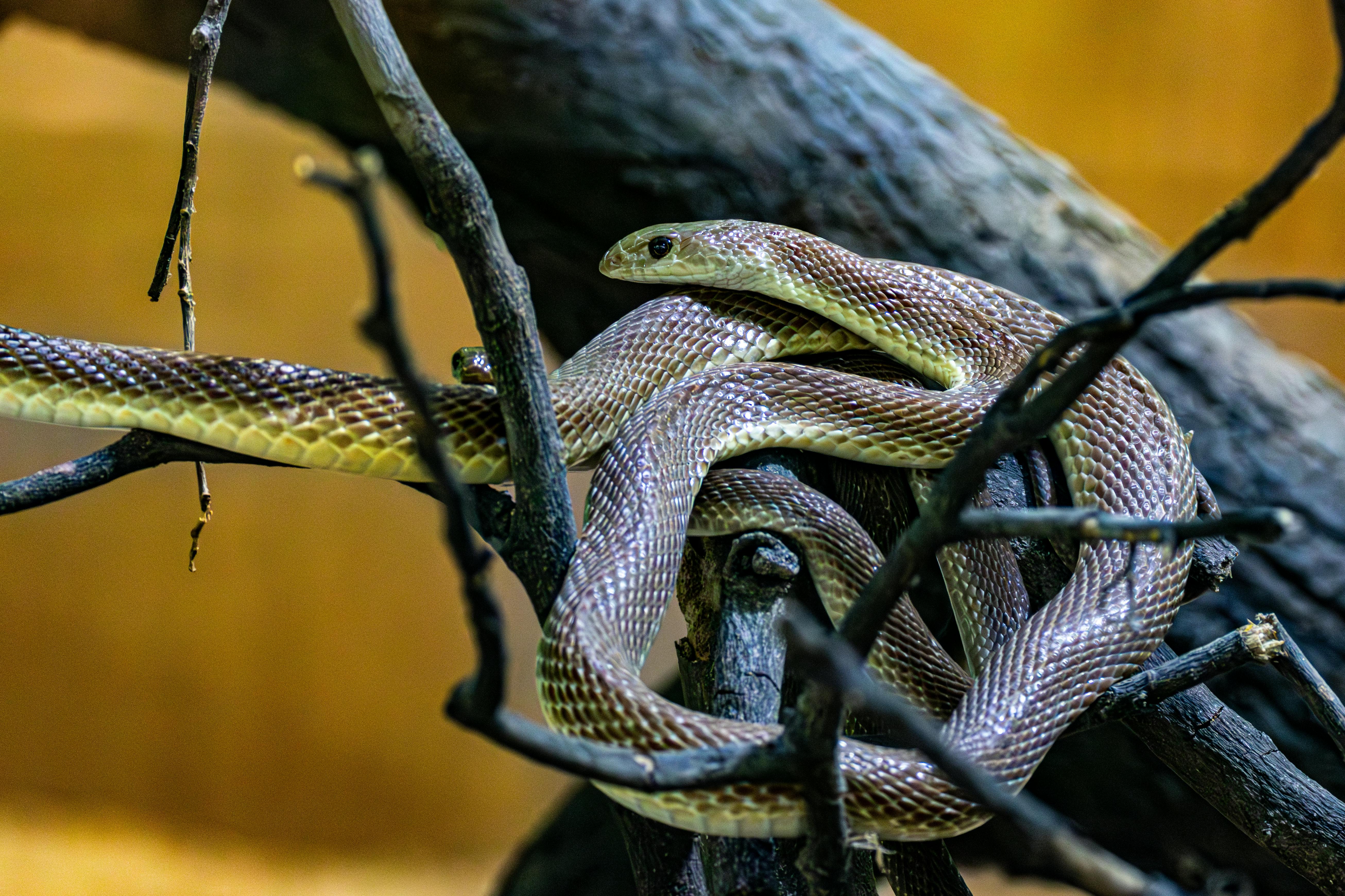 Close-up of a Snake on Tree Branches · Free Stock Photo