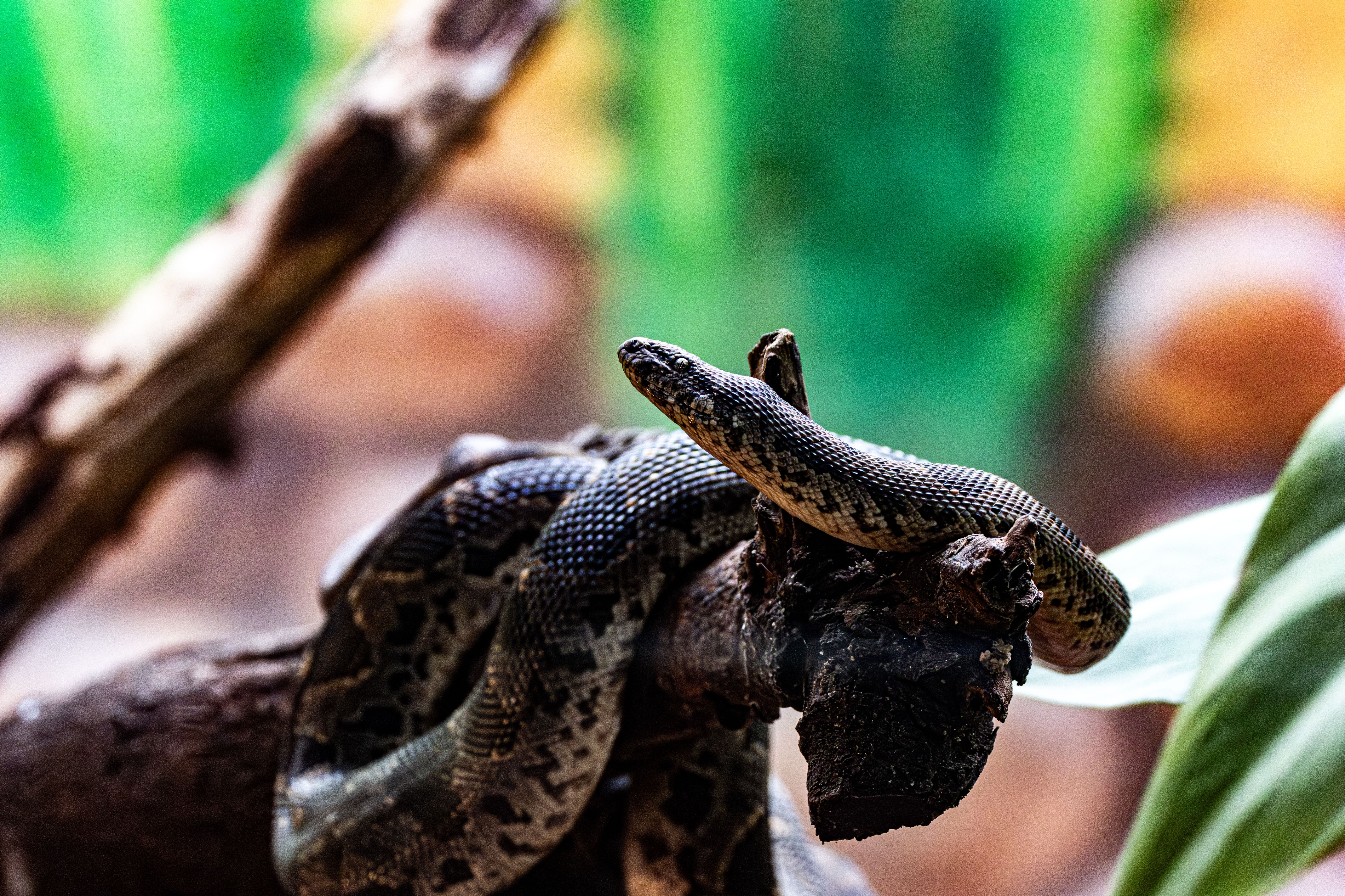 Close-Up of Boa Constrictor on Branch in Jungle · Free Stock Photo