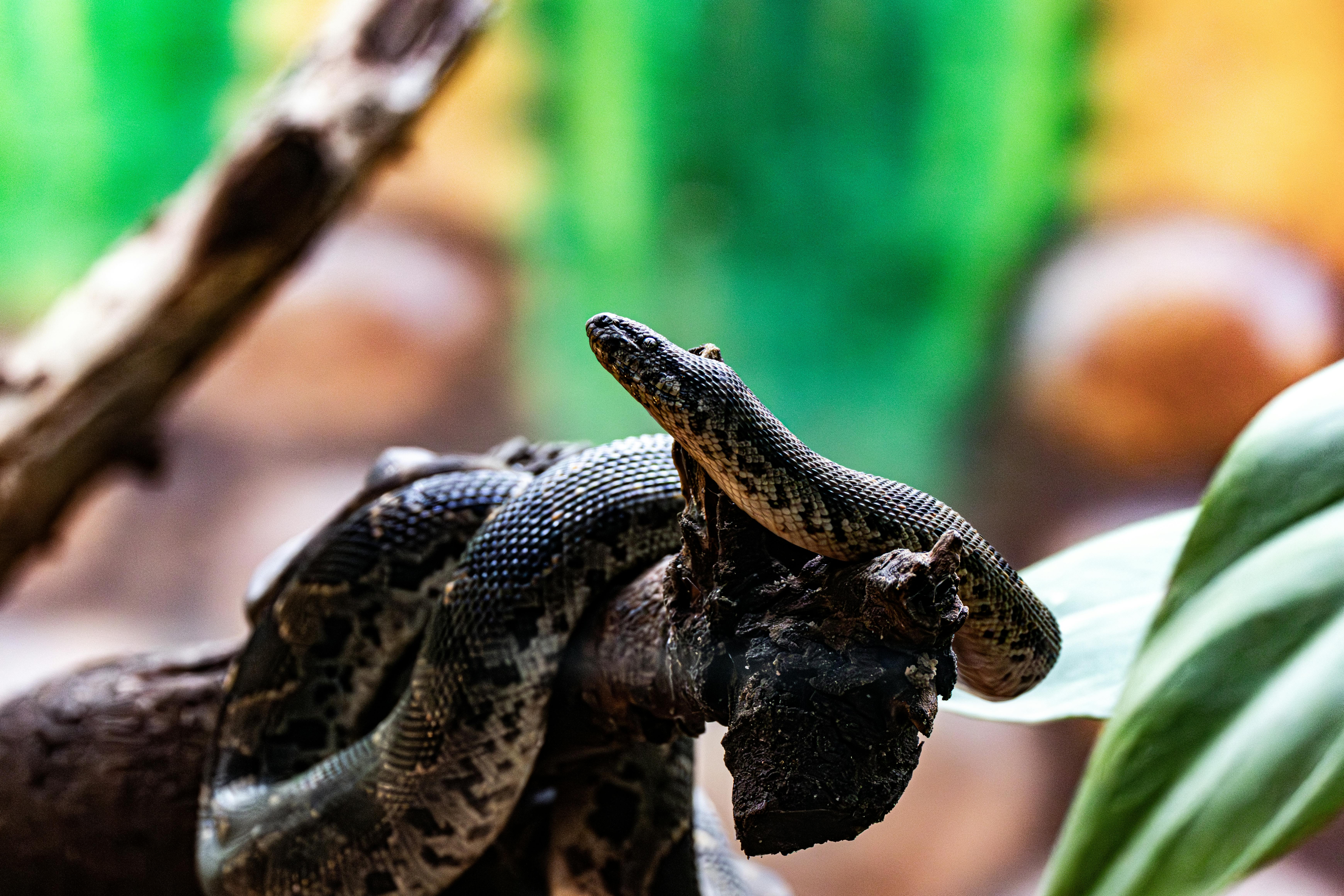 Python Photos, Download The BEST Free Python Stock Photos & HD Images