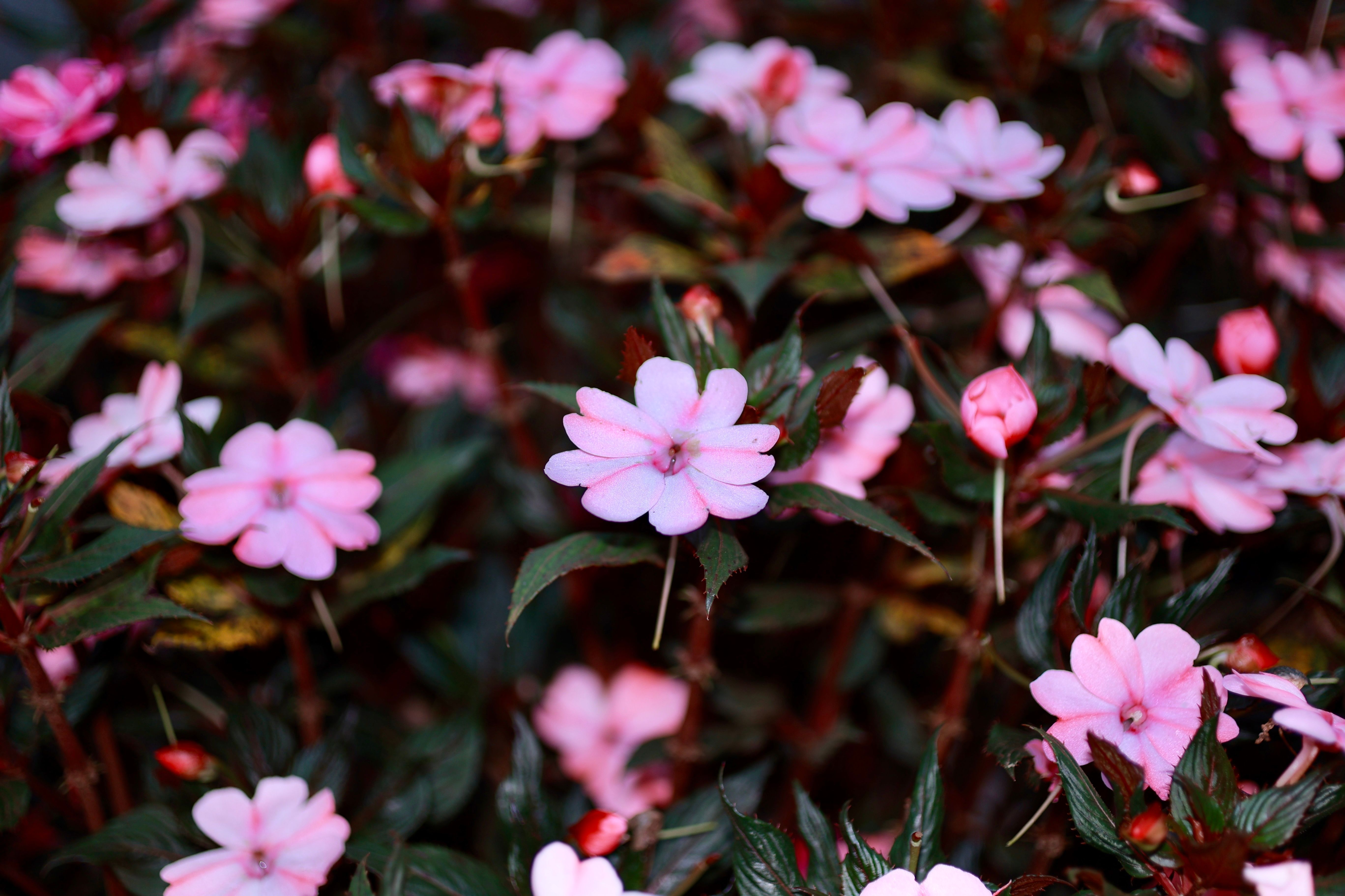 Vibrant Pink Impatiens Flowers in Full Bloom · Free Stock Photo