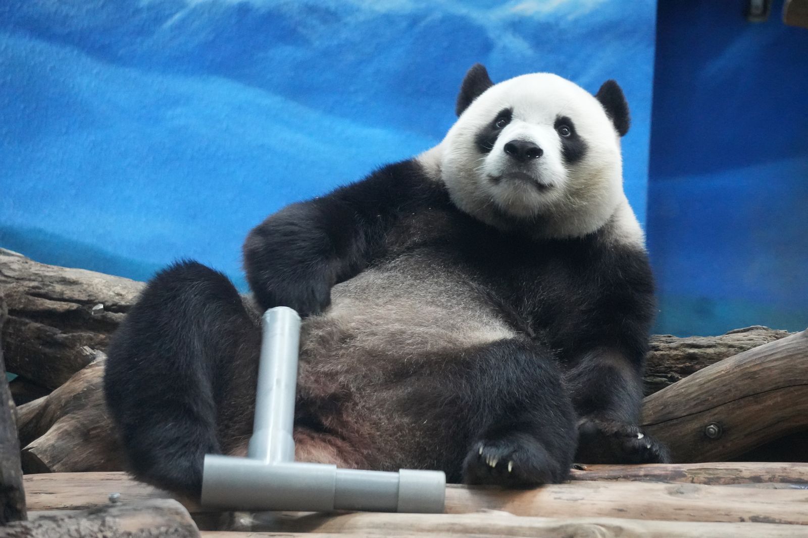 Funny Panda Photos, Download The BEST Free Funny Panda Stock Photos ...