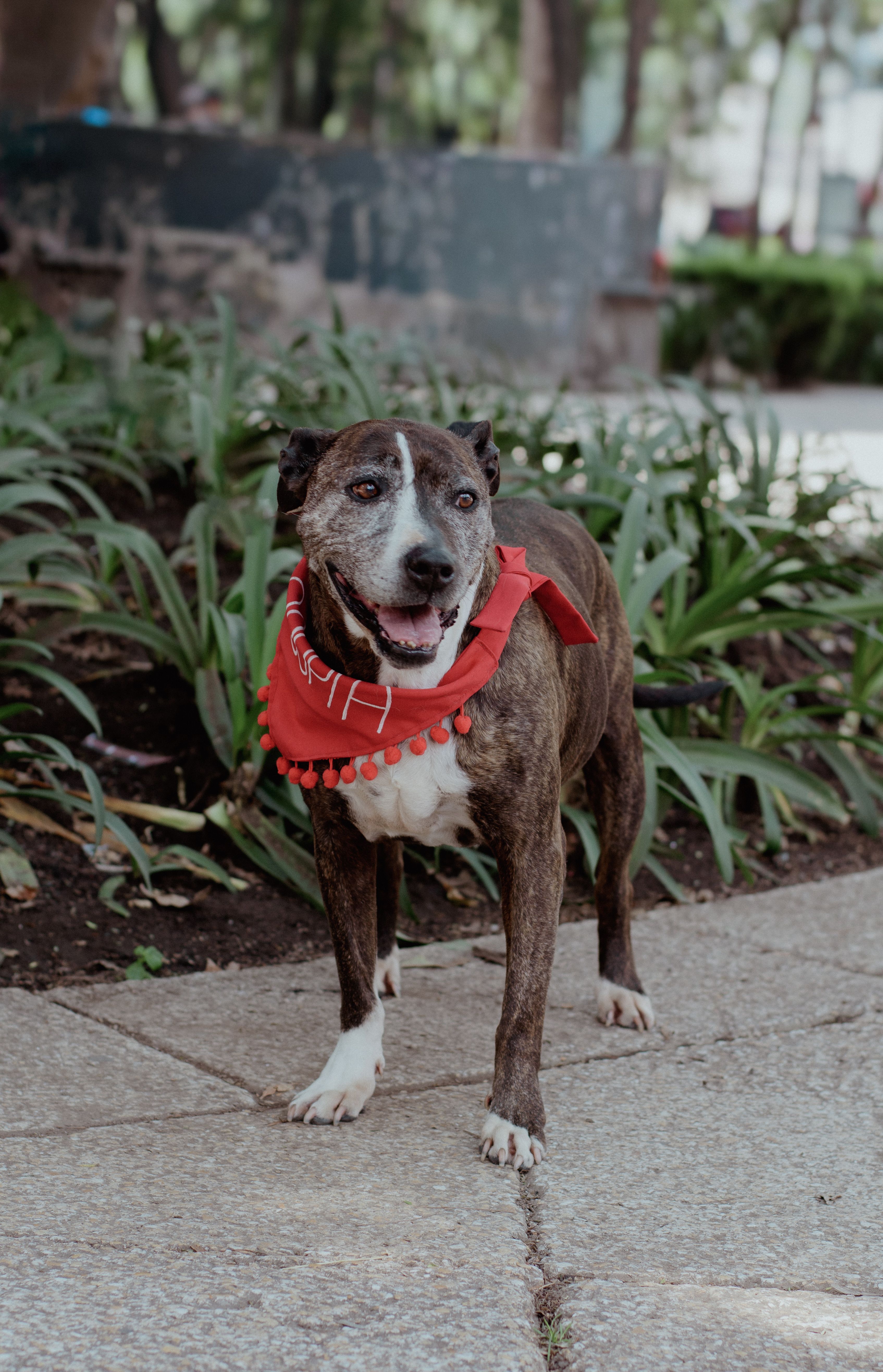 Smiling Dog Photos, Download The BEST Free Smiling Dog Stock Photos ...